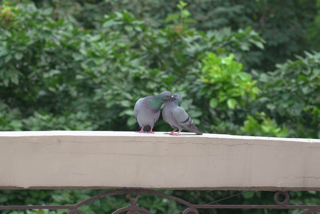 Free Stock Photo Of love Animal Kingdom Animal Lover Free Stock Photo Of love Animal Kingdom Animal Lover