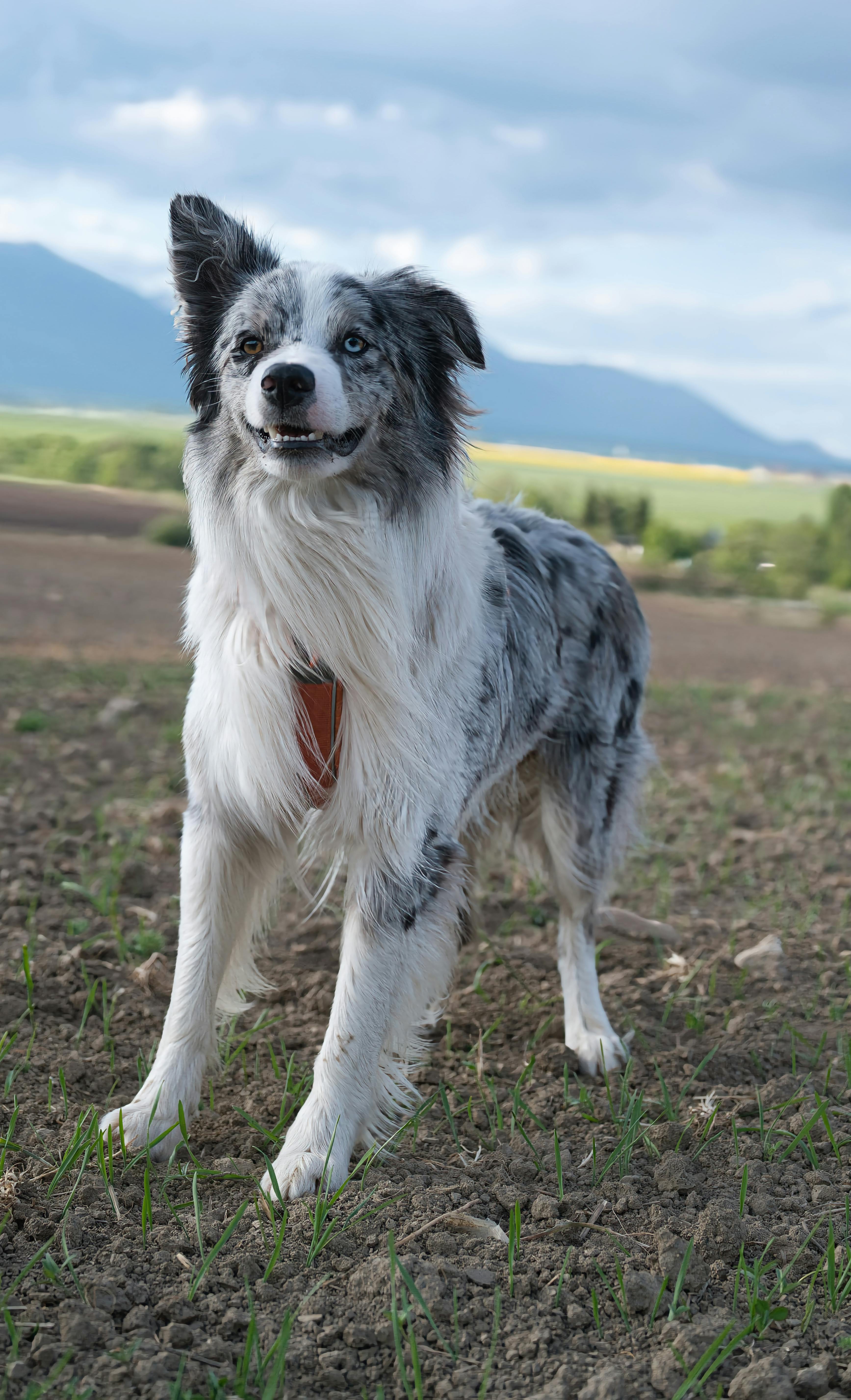Playful Border Collie in a Summer Field · Free Stock Photo