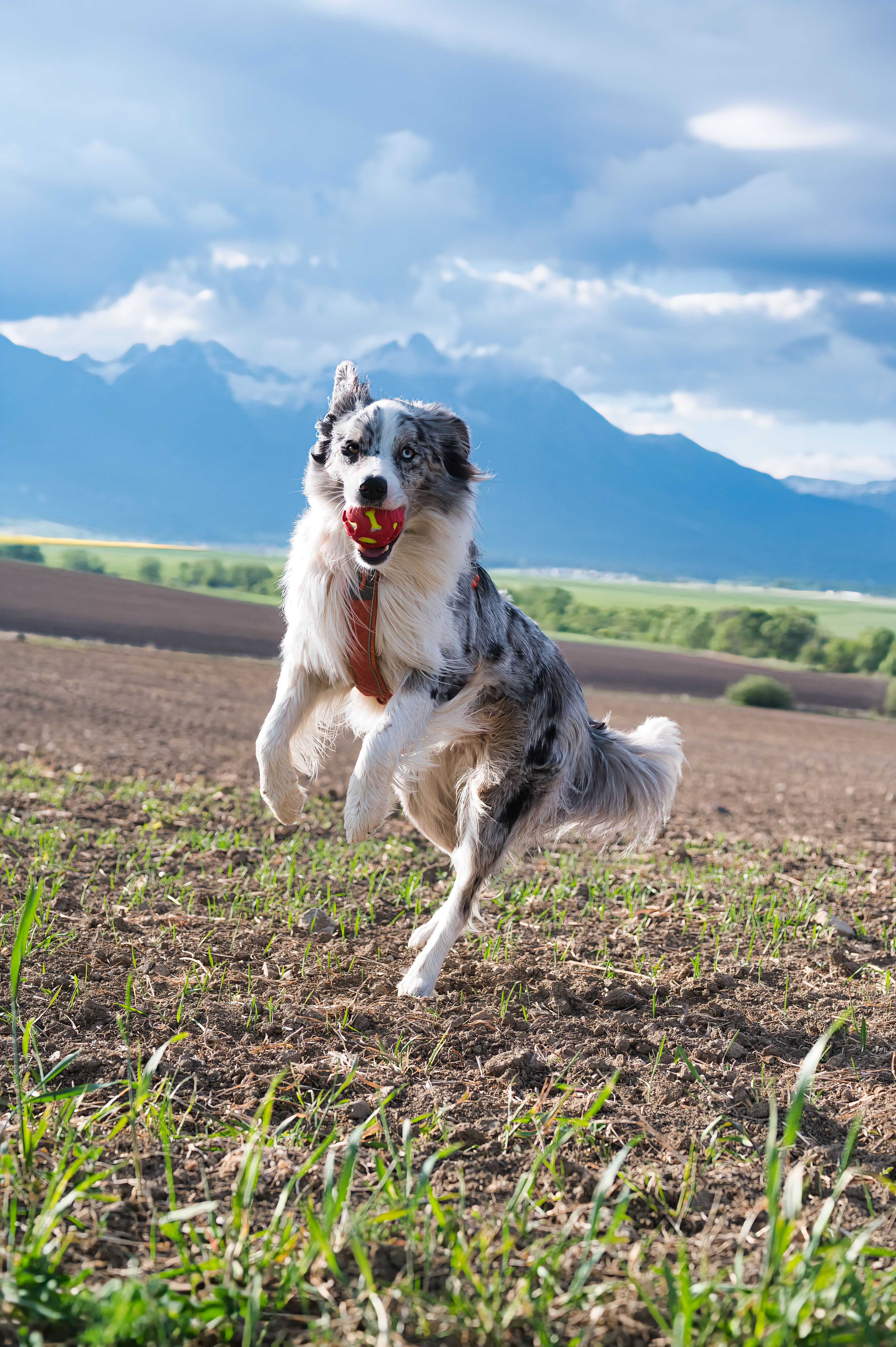 Border Collie Leaping in Poprad Field · Free Stock Photo