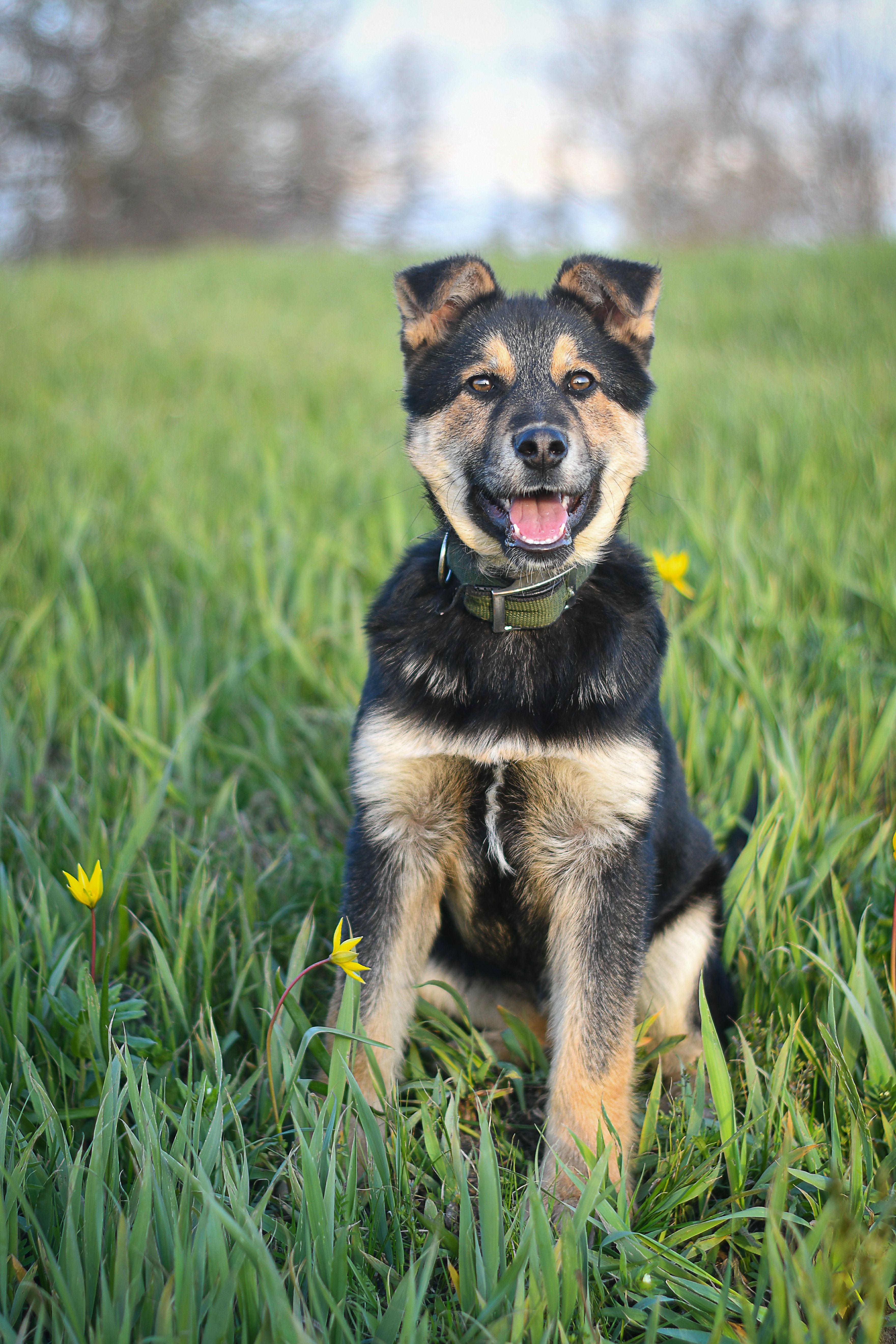 Adorable Dog Sitting in Lush Green Field · Free Stock Photo