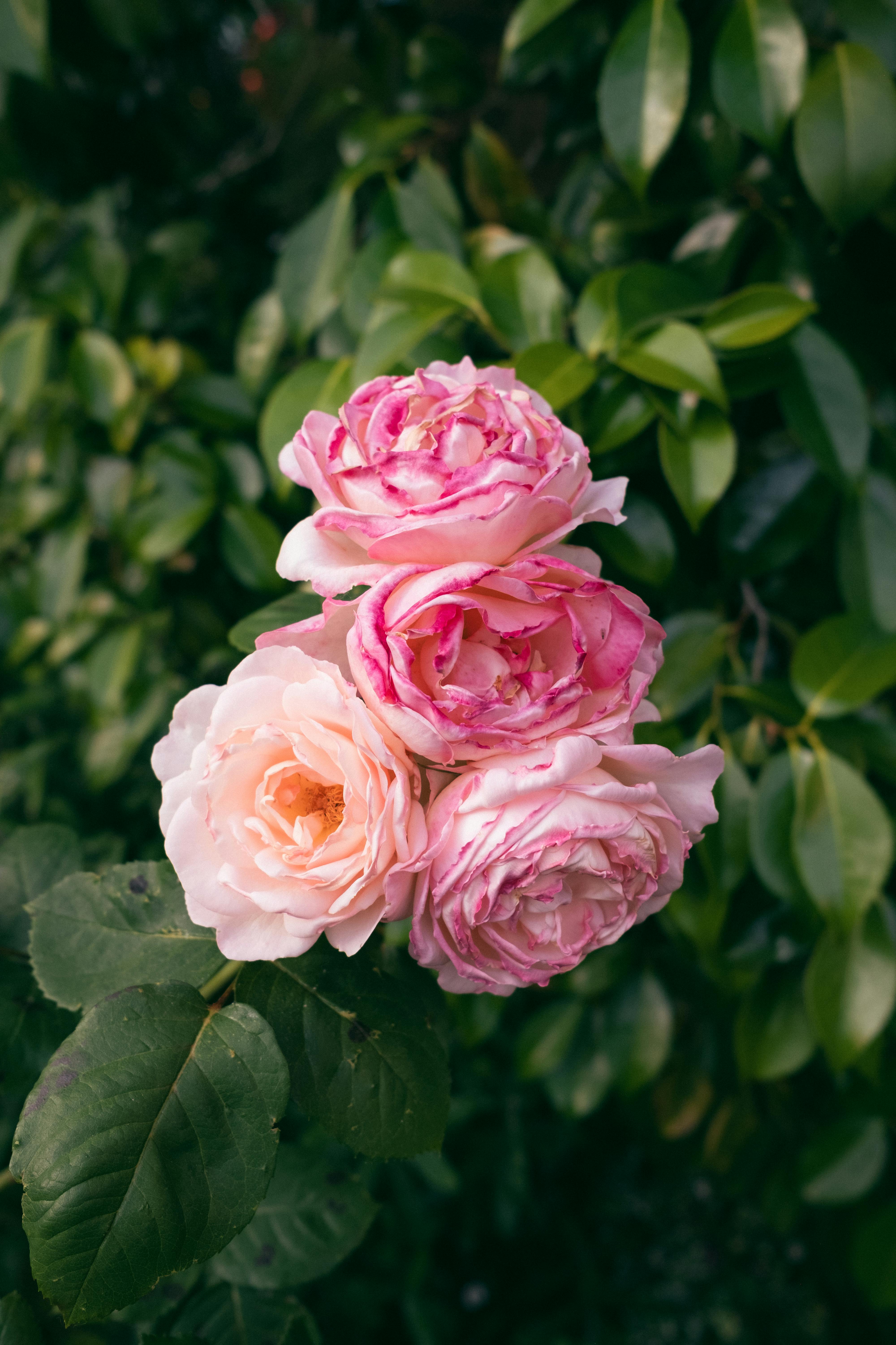 184px X 184px Photos, Download The BEST Free 184px X 184px Stock Photos ...