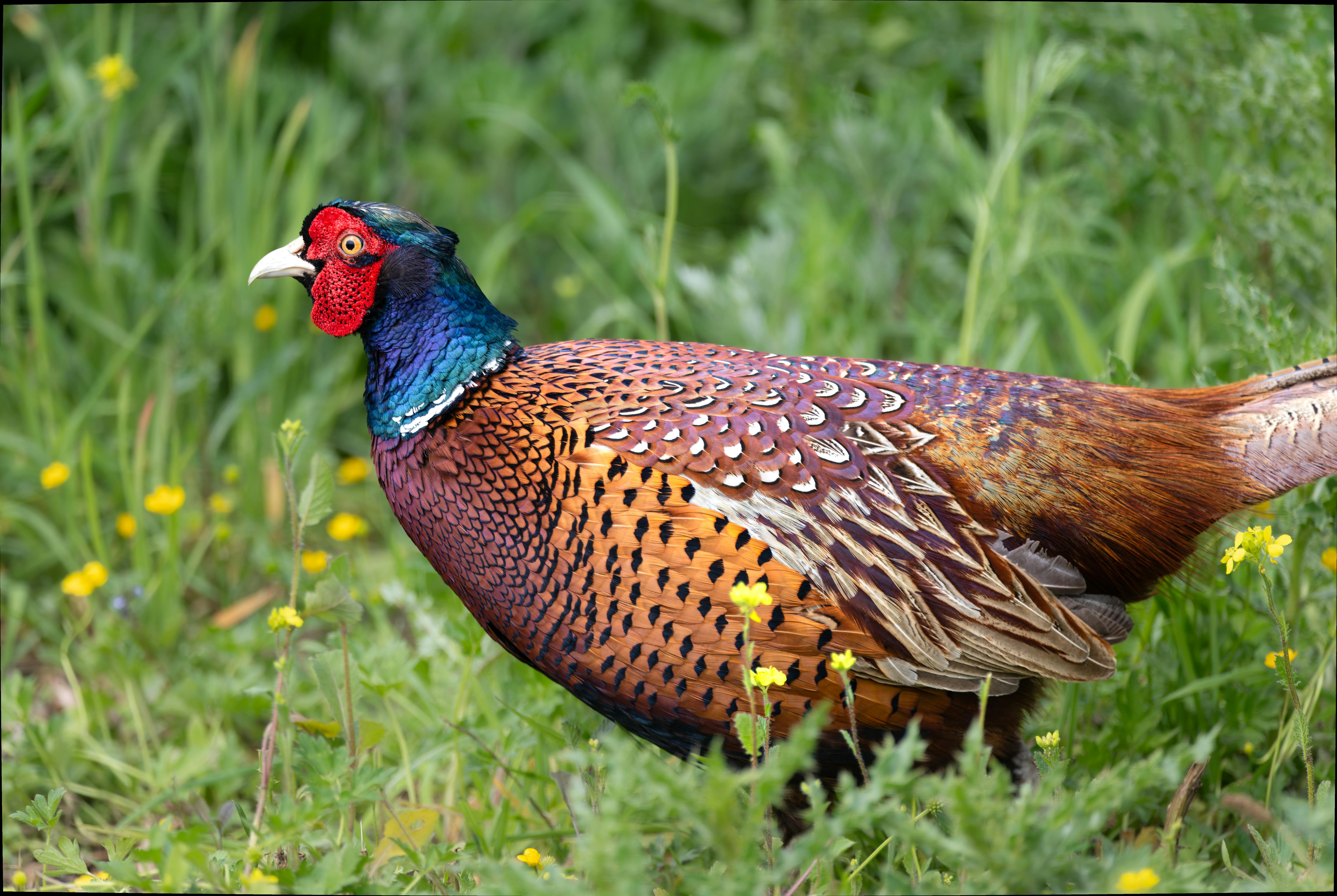 Royal Pheasant Photos, Download The BEST Free Royal Pheasant Stock ...