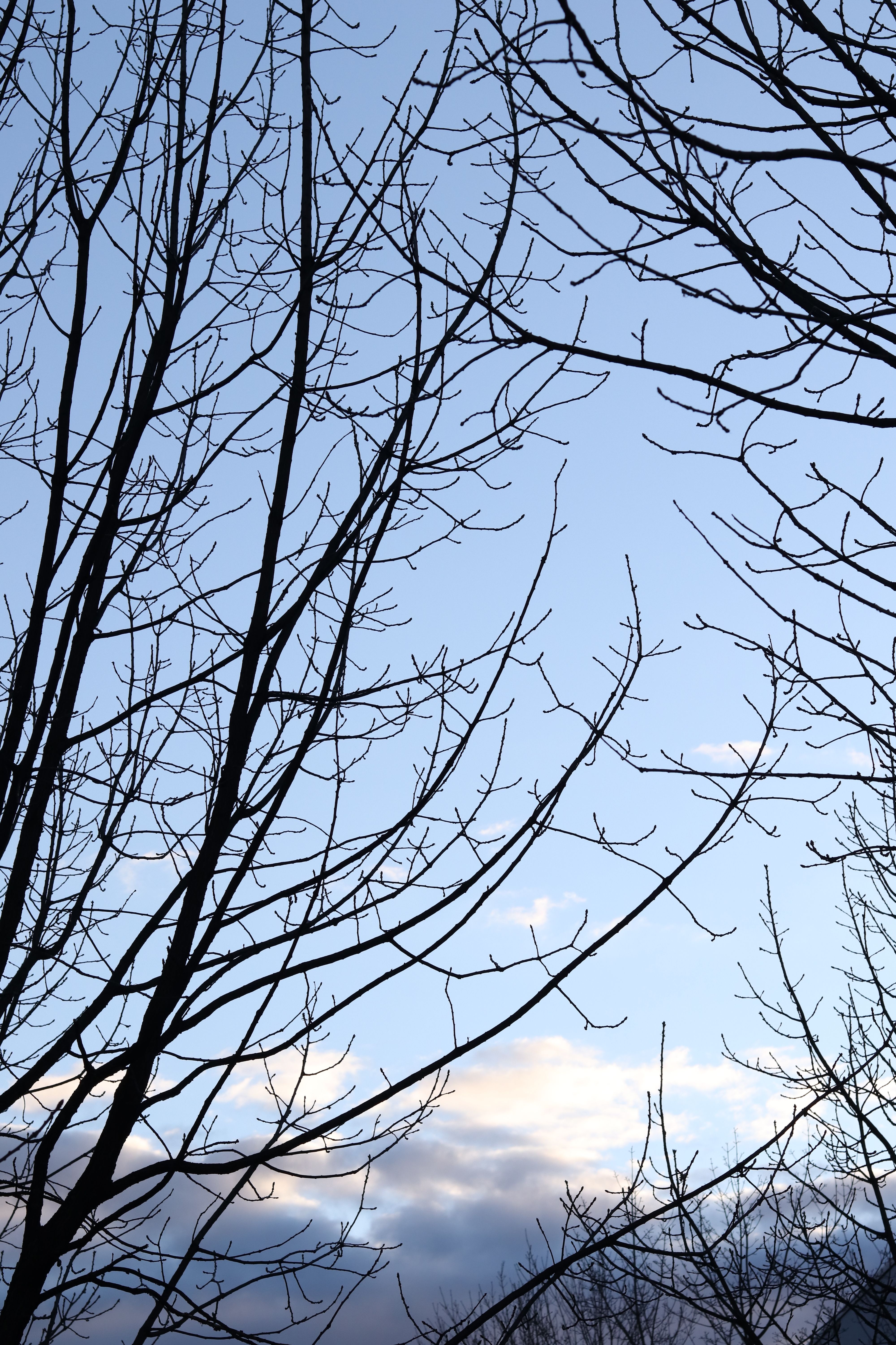 Bare Winter Trees Against a Twilight Sky · Free Stock Photo