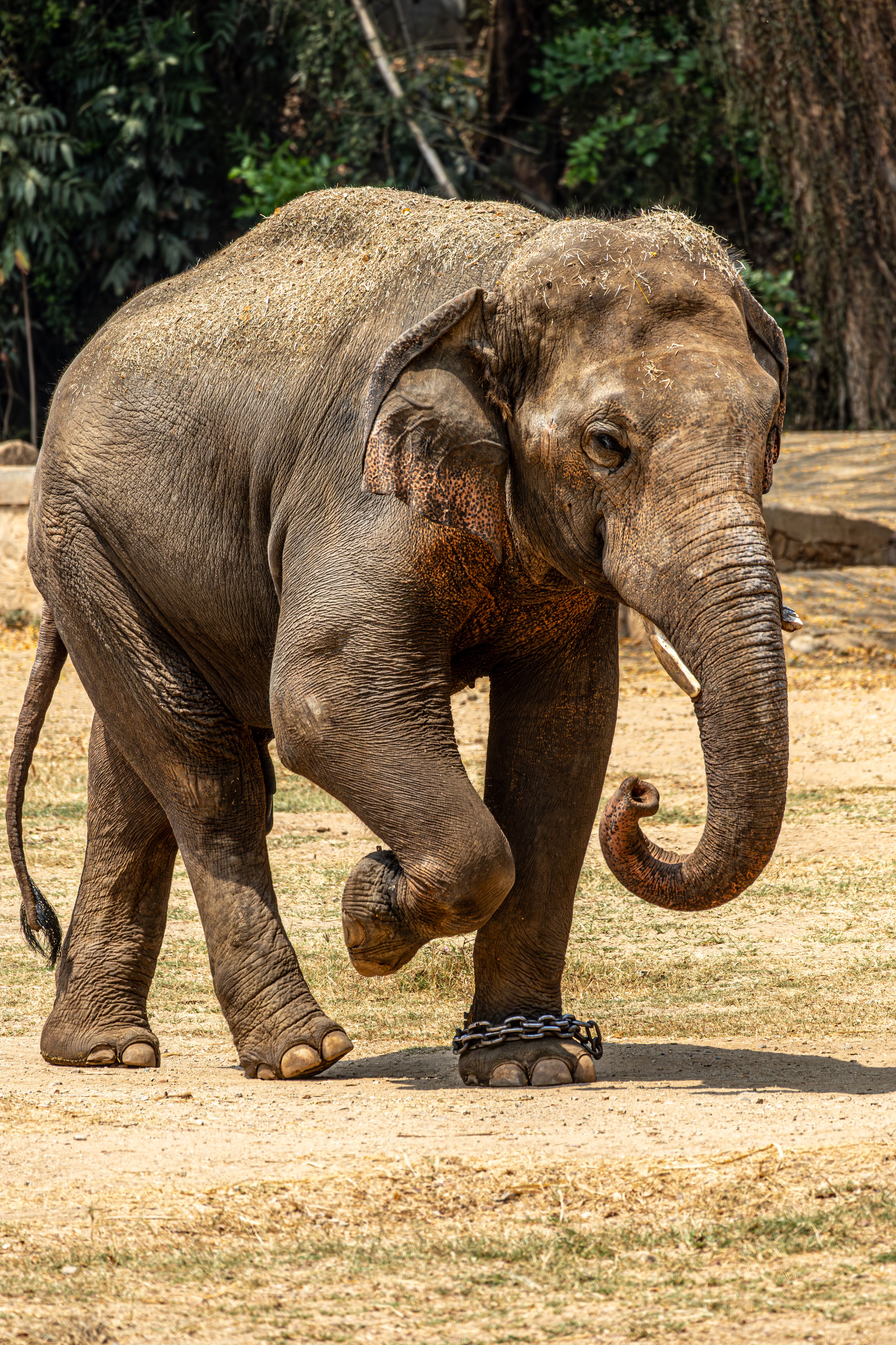 Photo Of Elephants Sitting On The Ground · Free Stock Photo