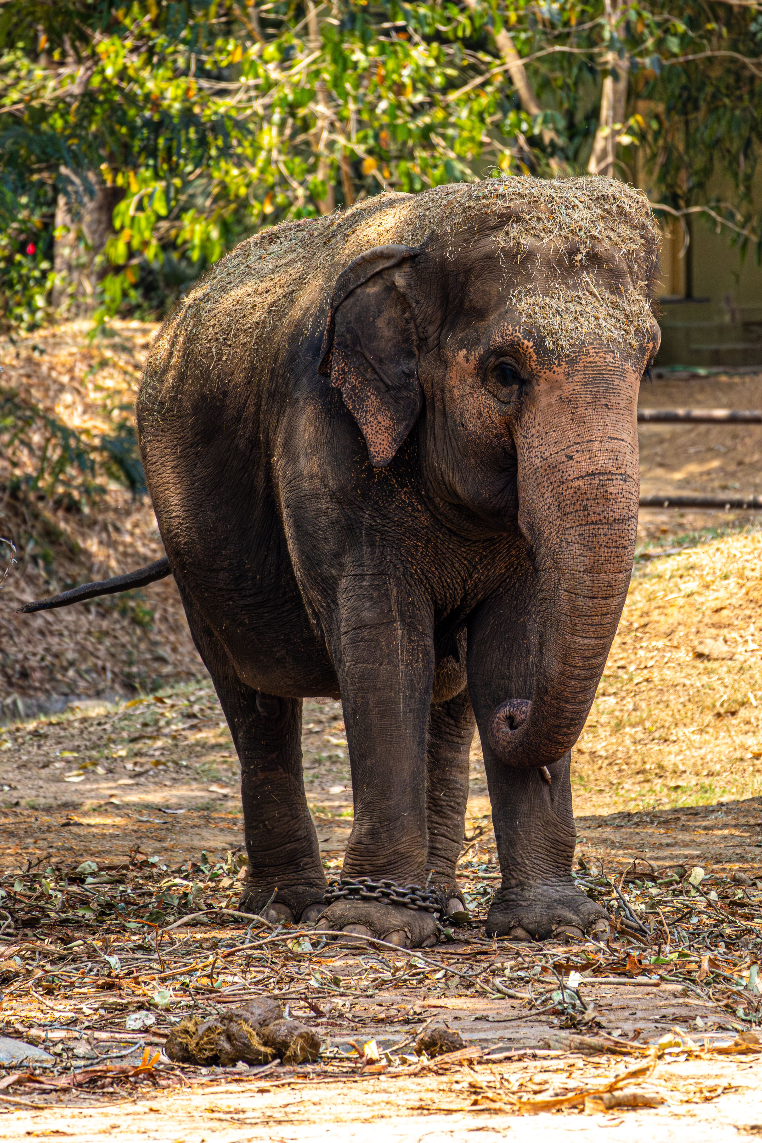 Asian Elephant in Forest Setting with Chains · Free Stock Photo