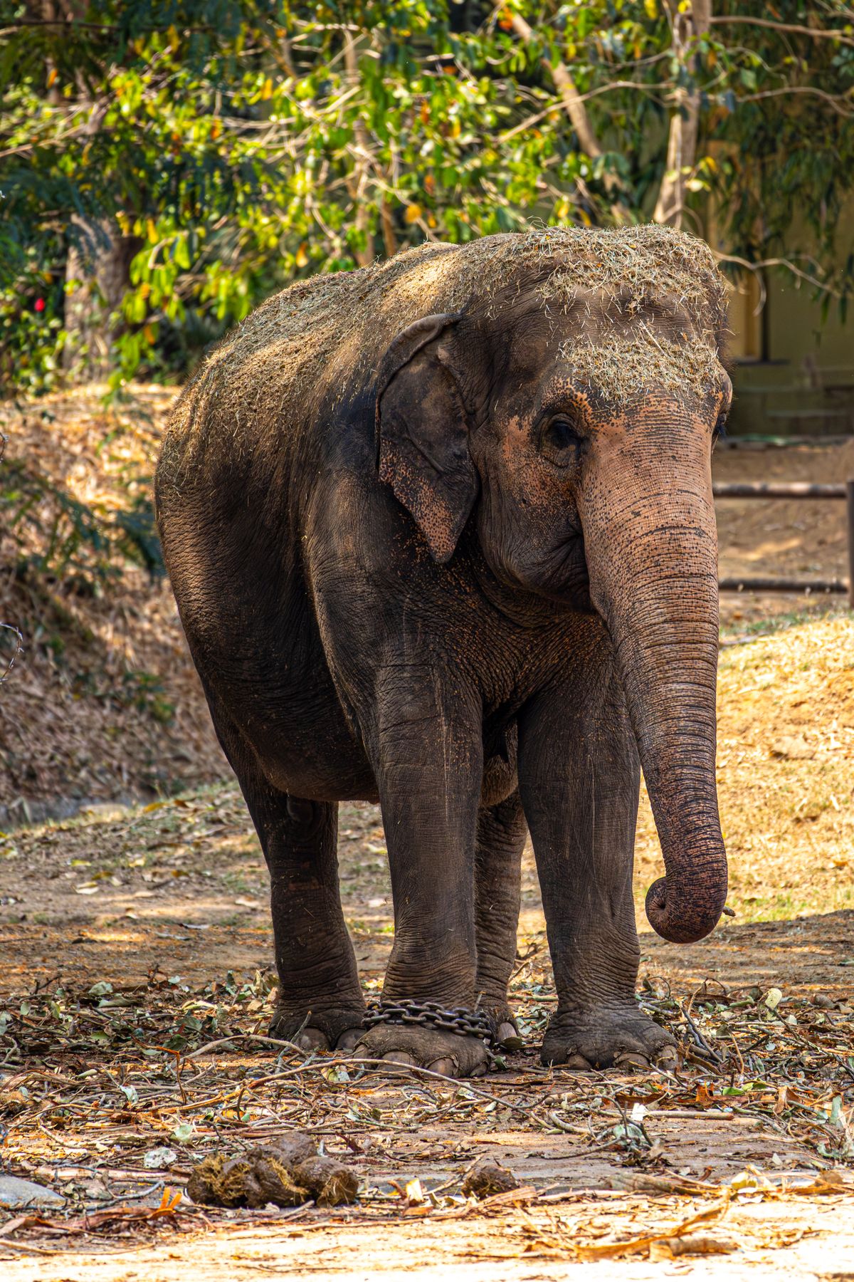 Asian Elephant Photos, Download The BEST Free Asian Elephant Stock ...