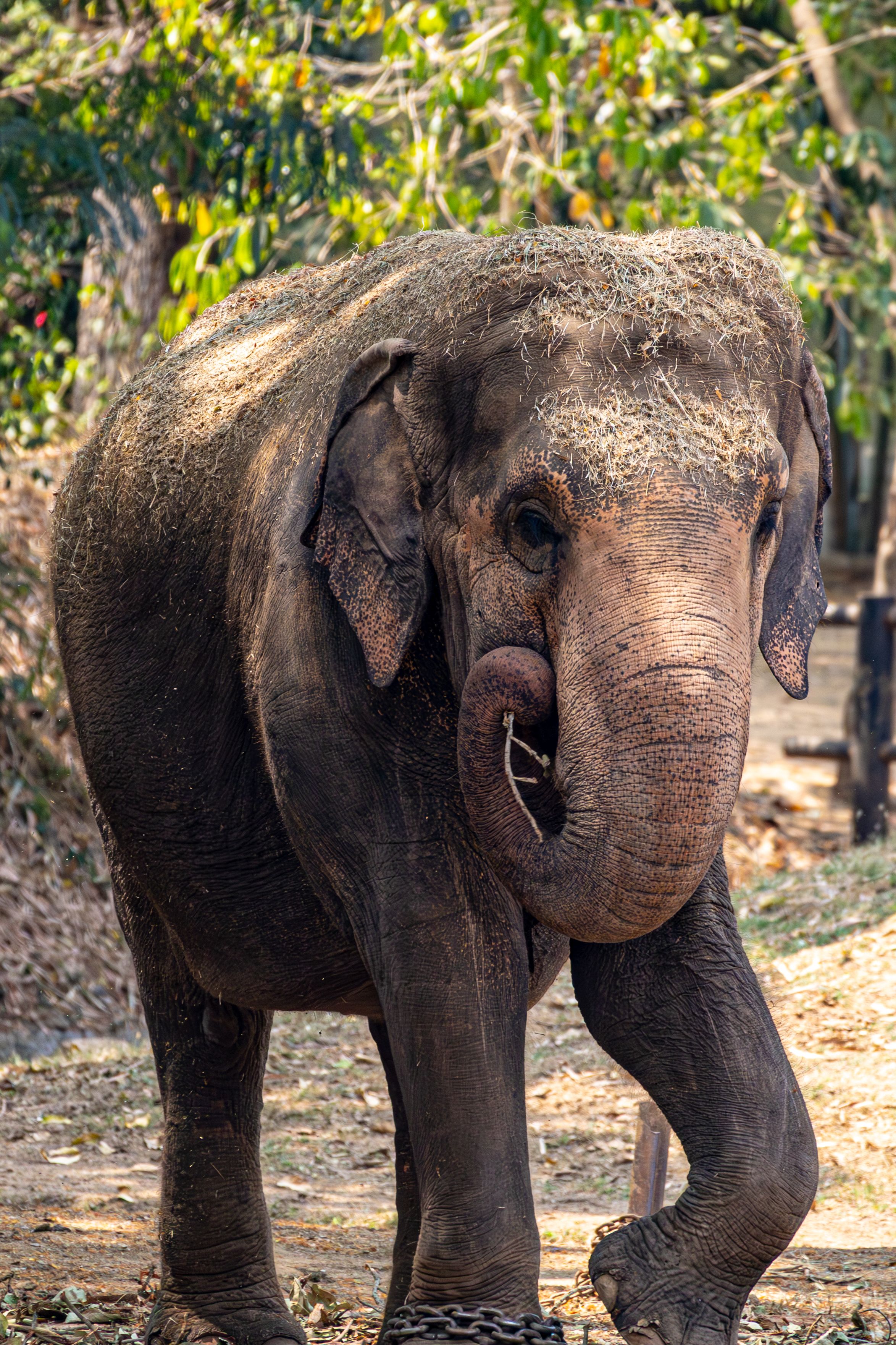 Elephant No Background Photos, Download The BEST Free Elephant No ...