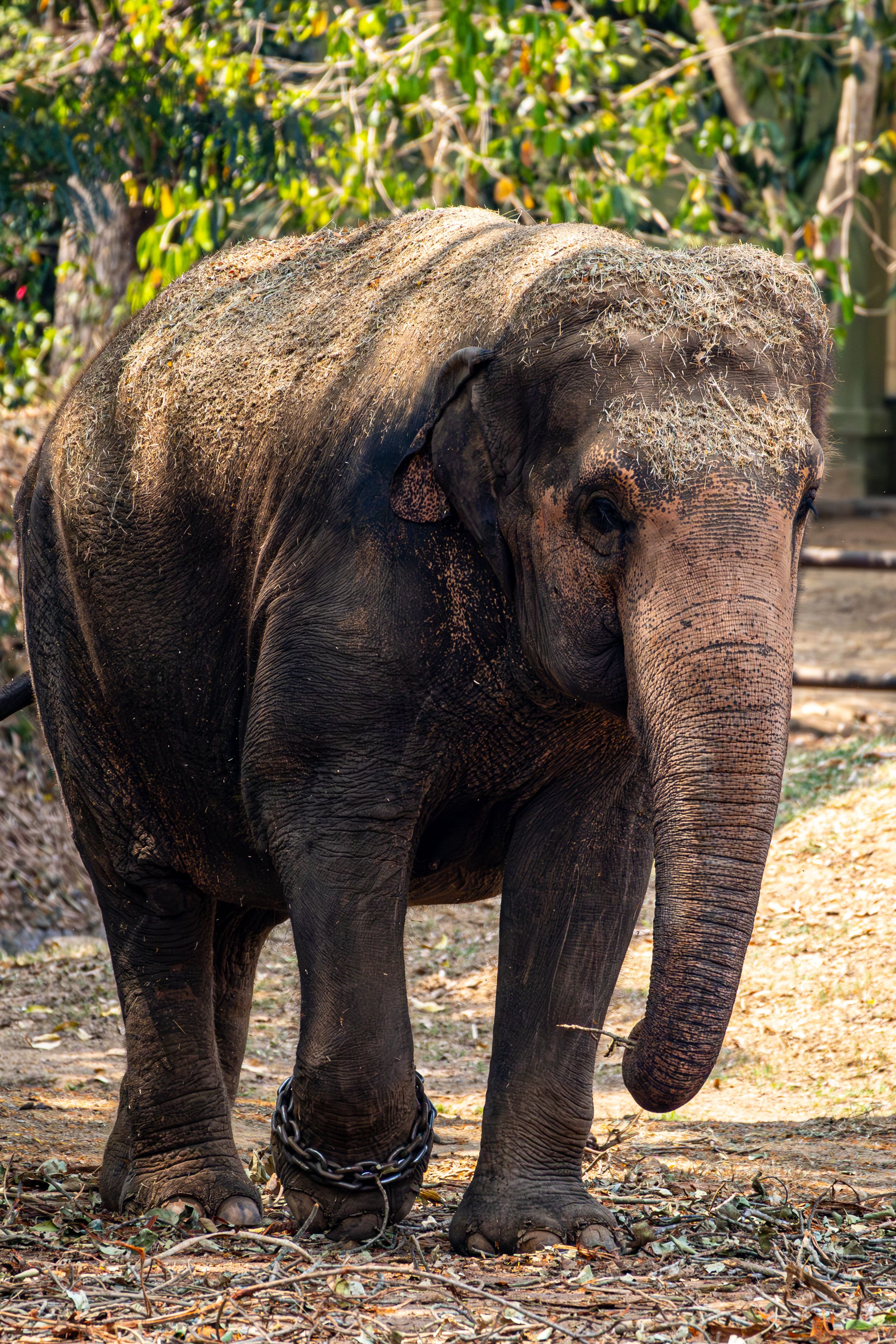 Majestic Asian Elephant Walking Outdoors · Free Stock Photo