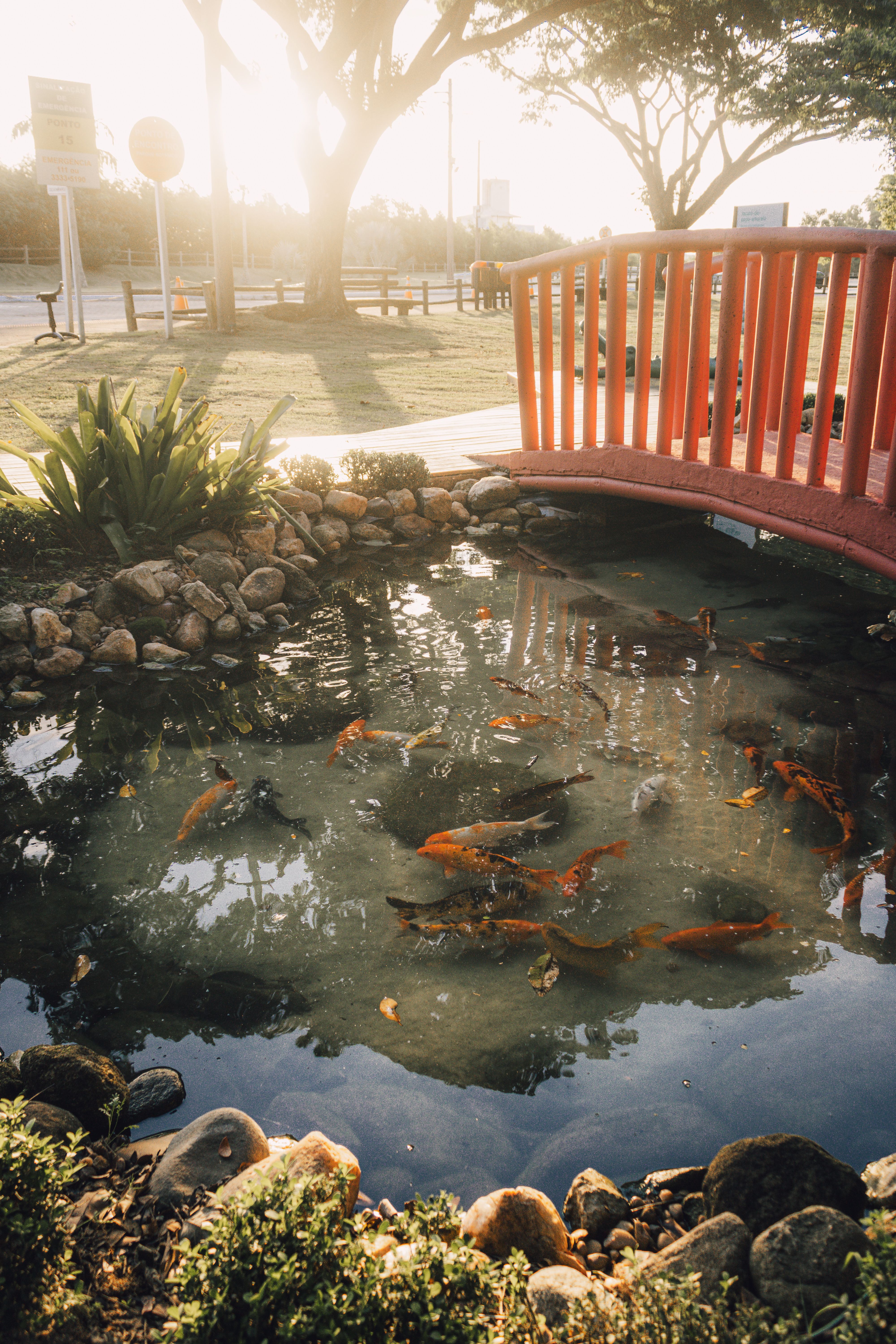 Serene Outdoor Pond with Koi Fish and Wooden Bridge · Free Stock Photo
