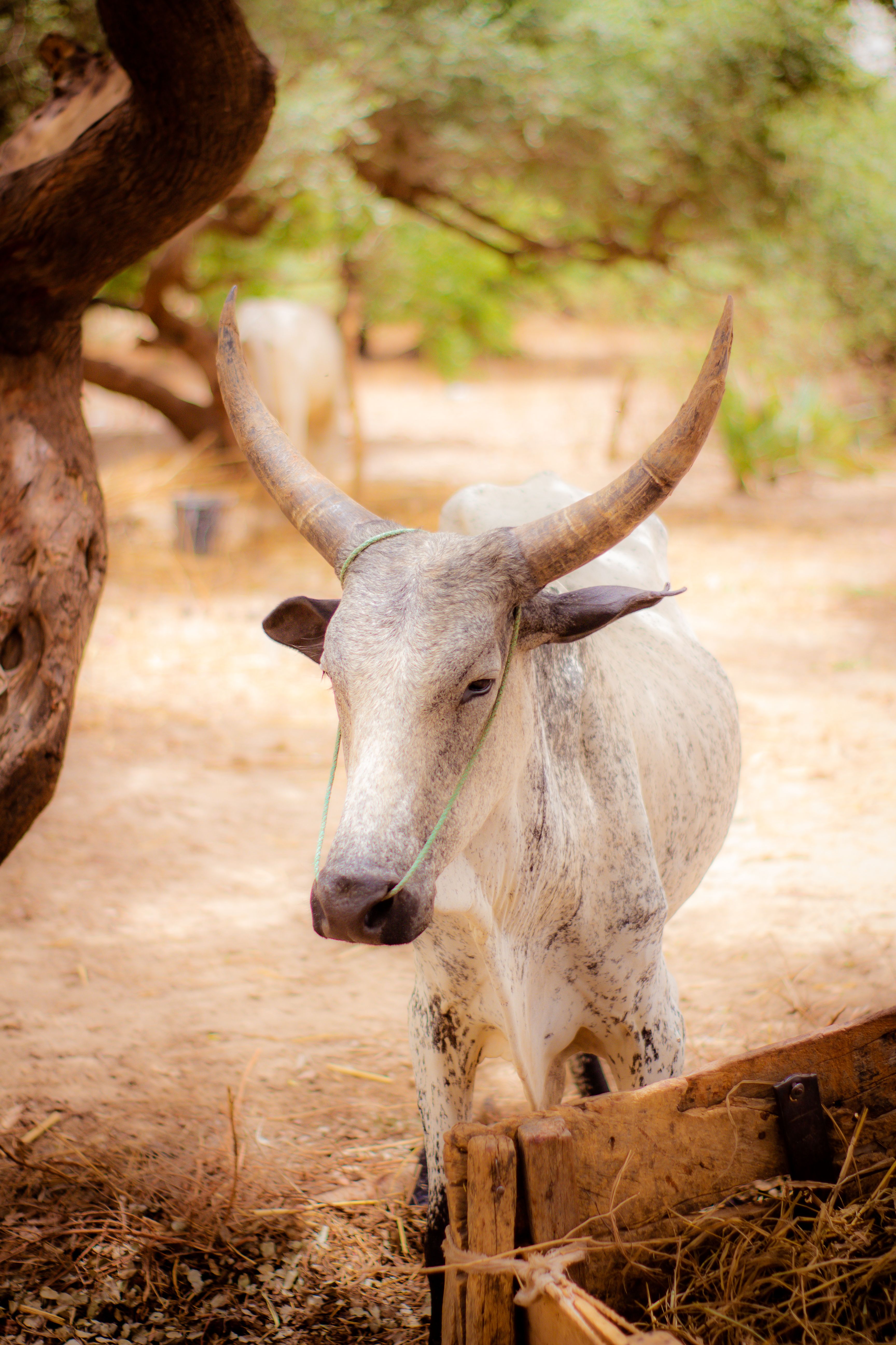 Majestic White Bull in Sunny Landscape · Free Stock Photo