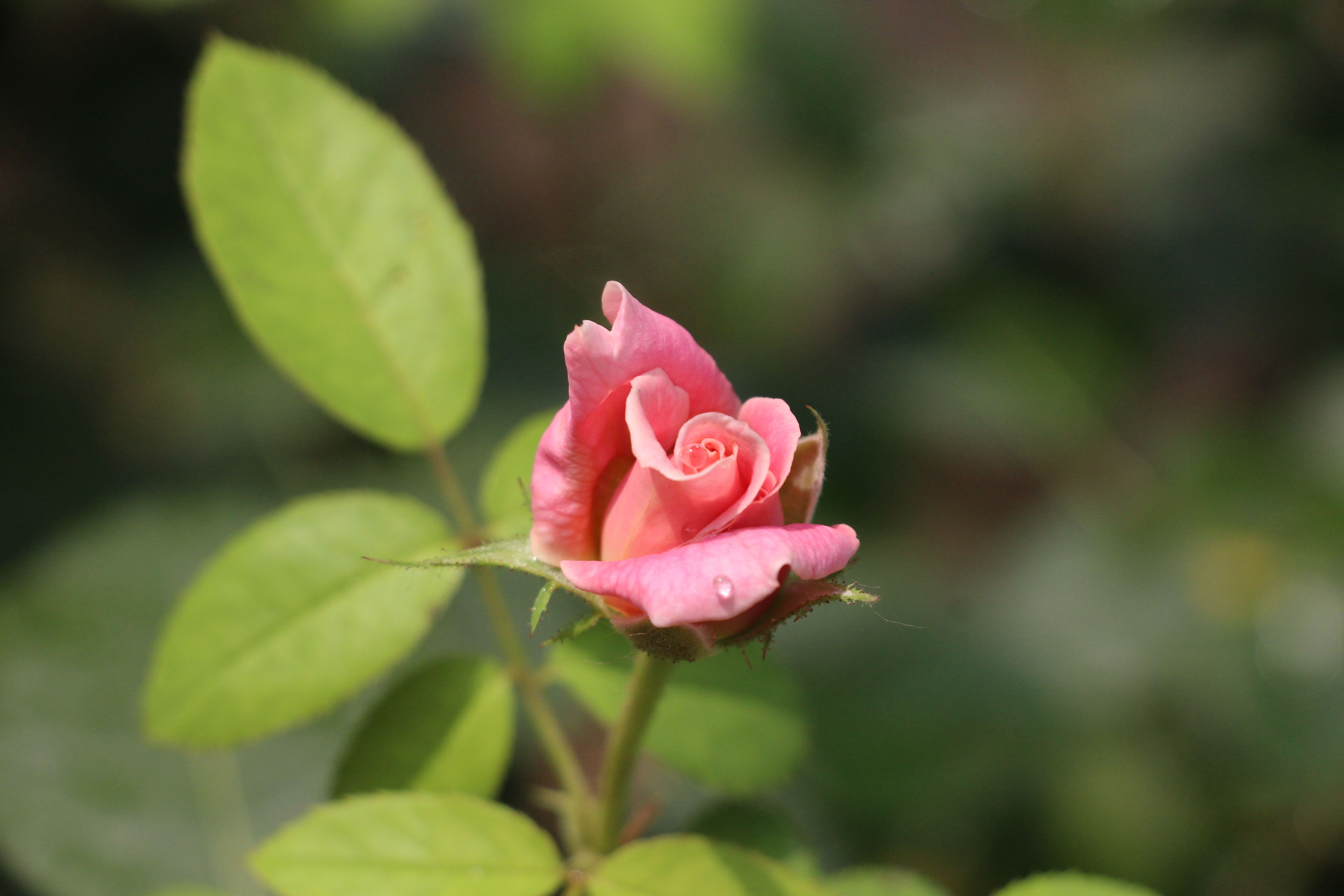 Close-Up of a Dew-Kissed Pink Rose in Bloom · Free Stock Photo