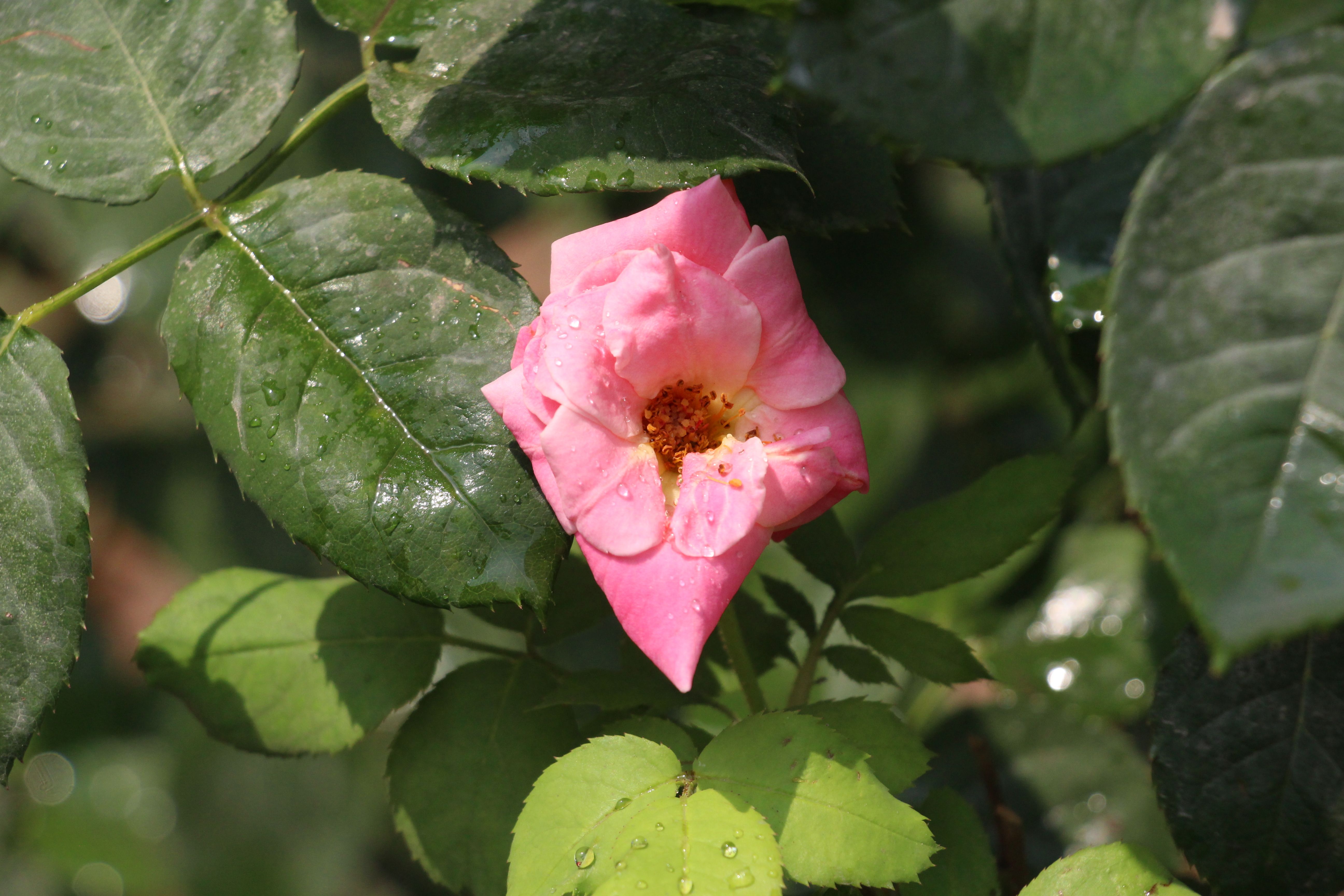 Close-Up of a Pink Rose Bloom with Dew · Free Stock Photo