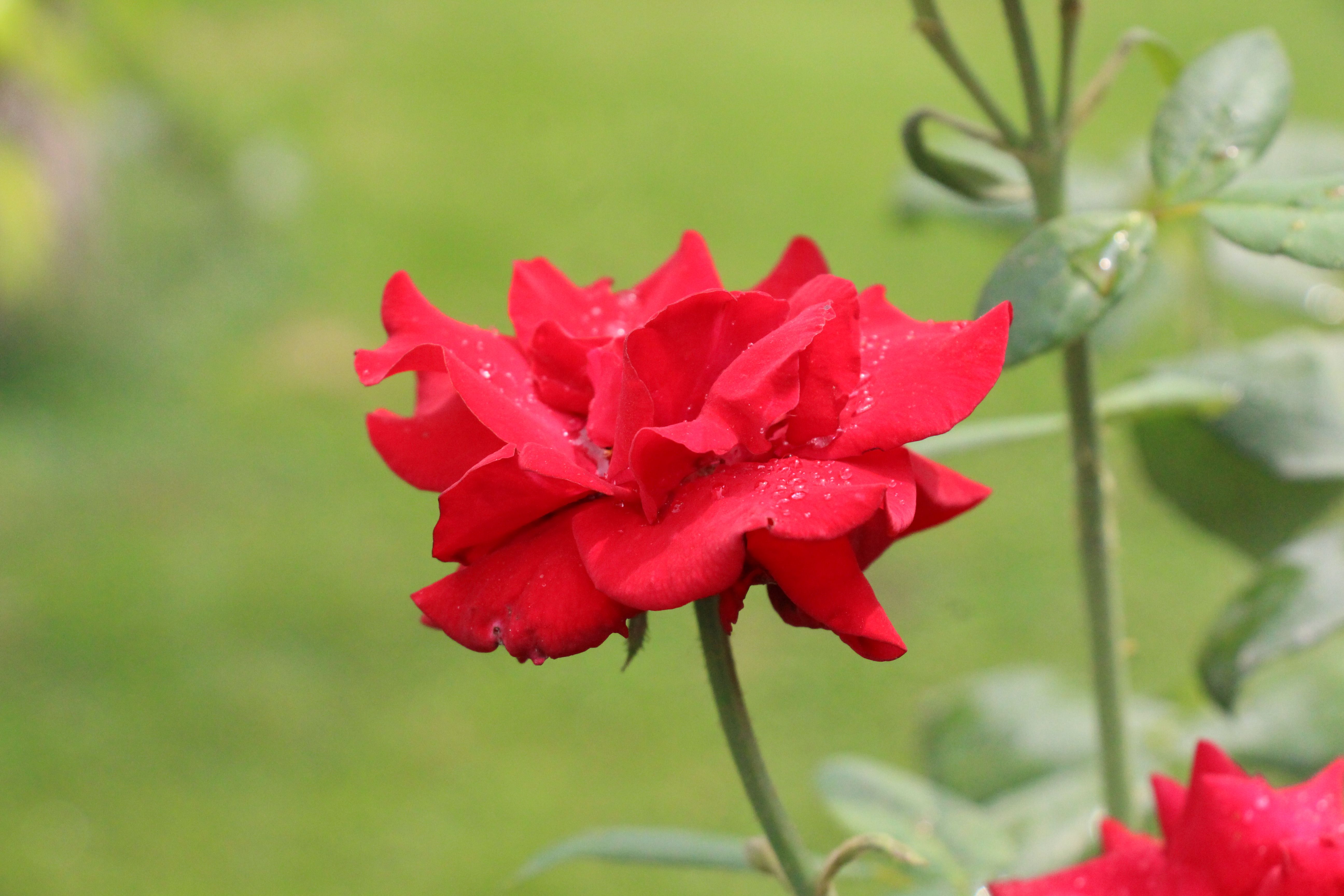 Vibrant Red Rose in Bloom - Close-up Photography · Free Stock Photo