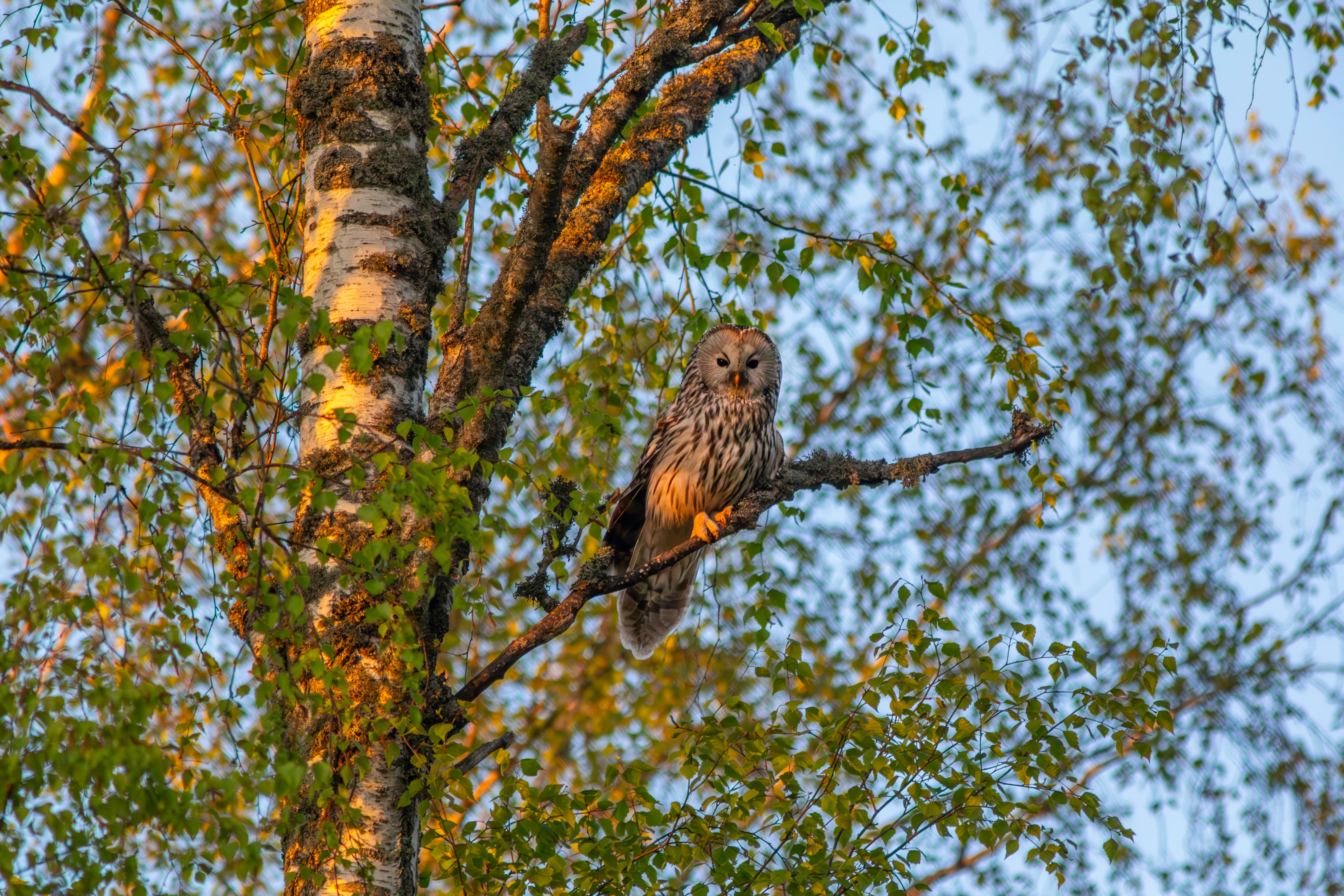 Ural Owl Perched on Birch Tree in Woodland · Free Stock Photo