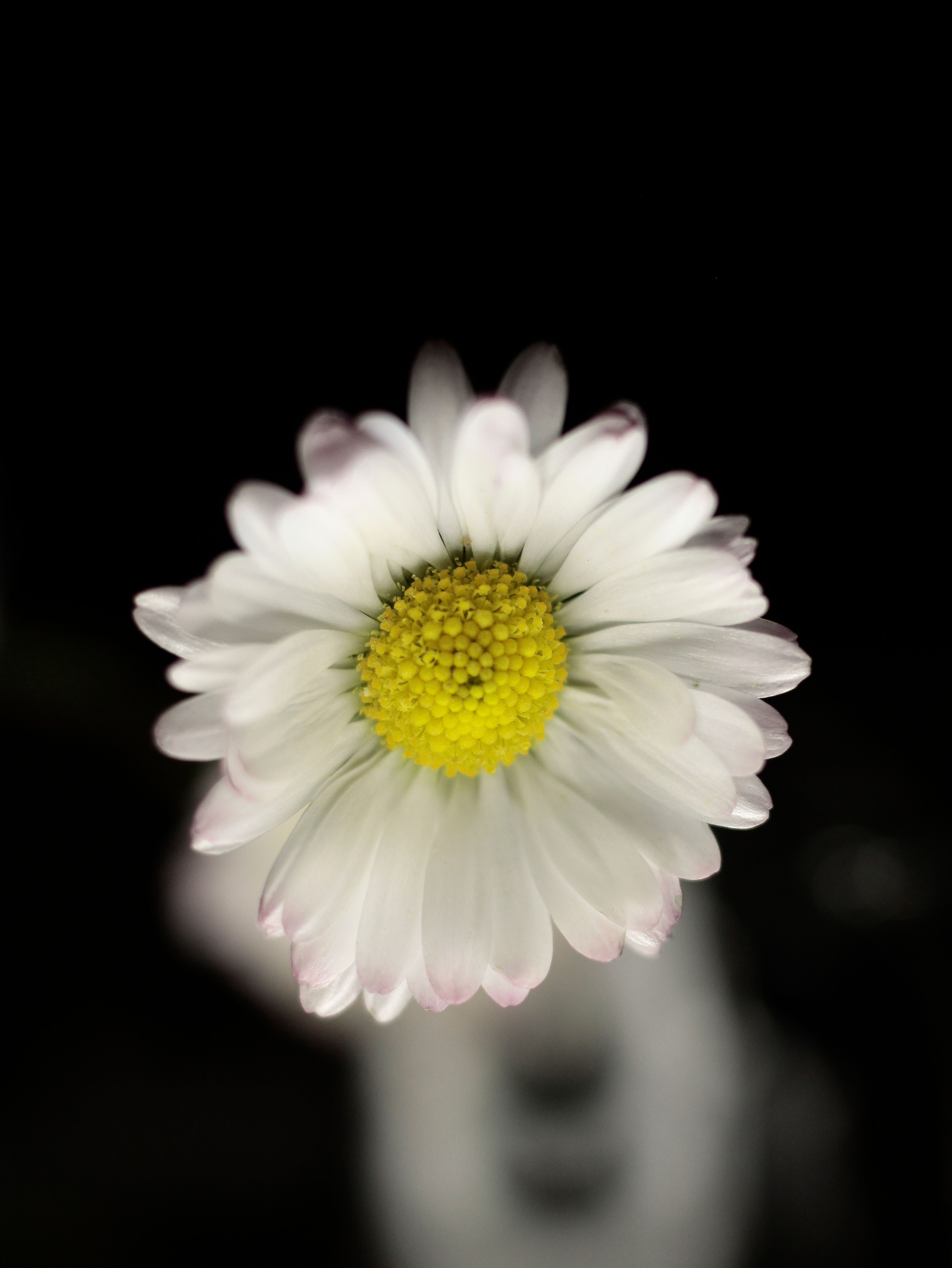 White Flower on Black Background · Free Stock Photo