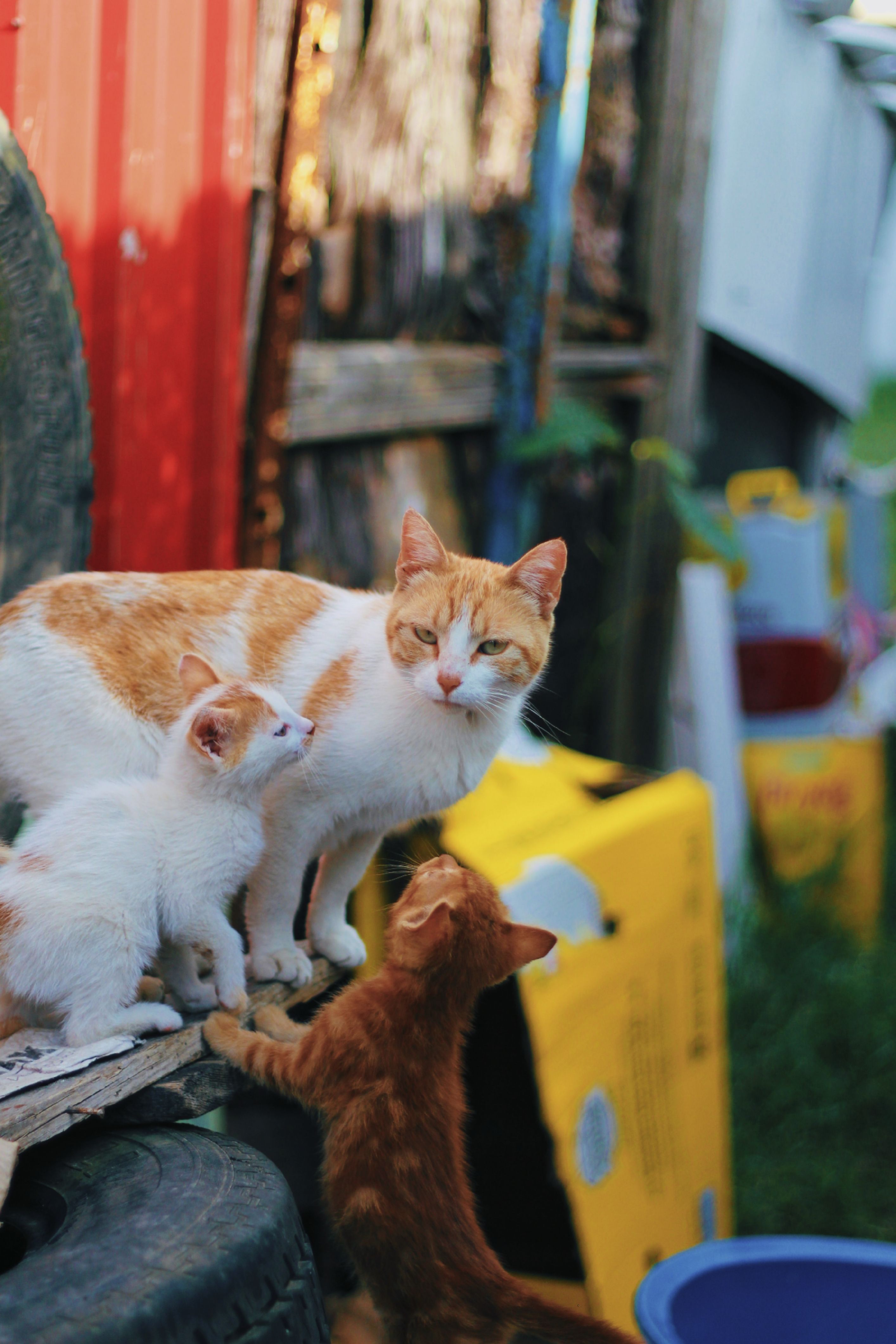 Country Life Photos, Download The BEST Free Country Life Stock Photos ...