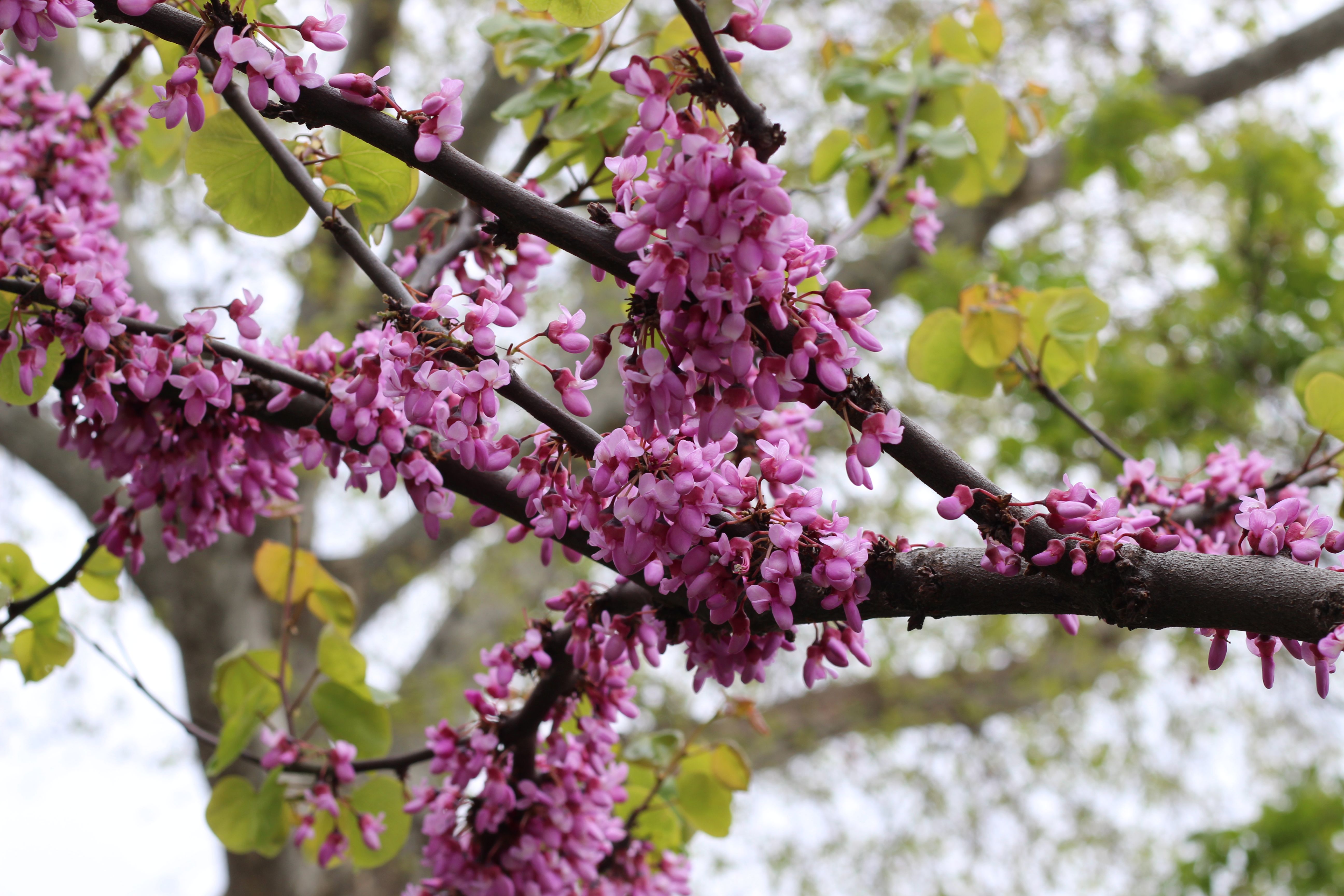 Vibrant Pink Blossoms on Eastern Redbud Tree Branch · Free Stock Photo