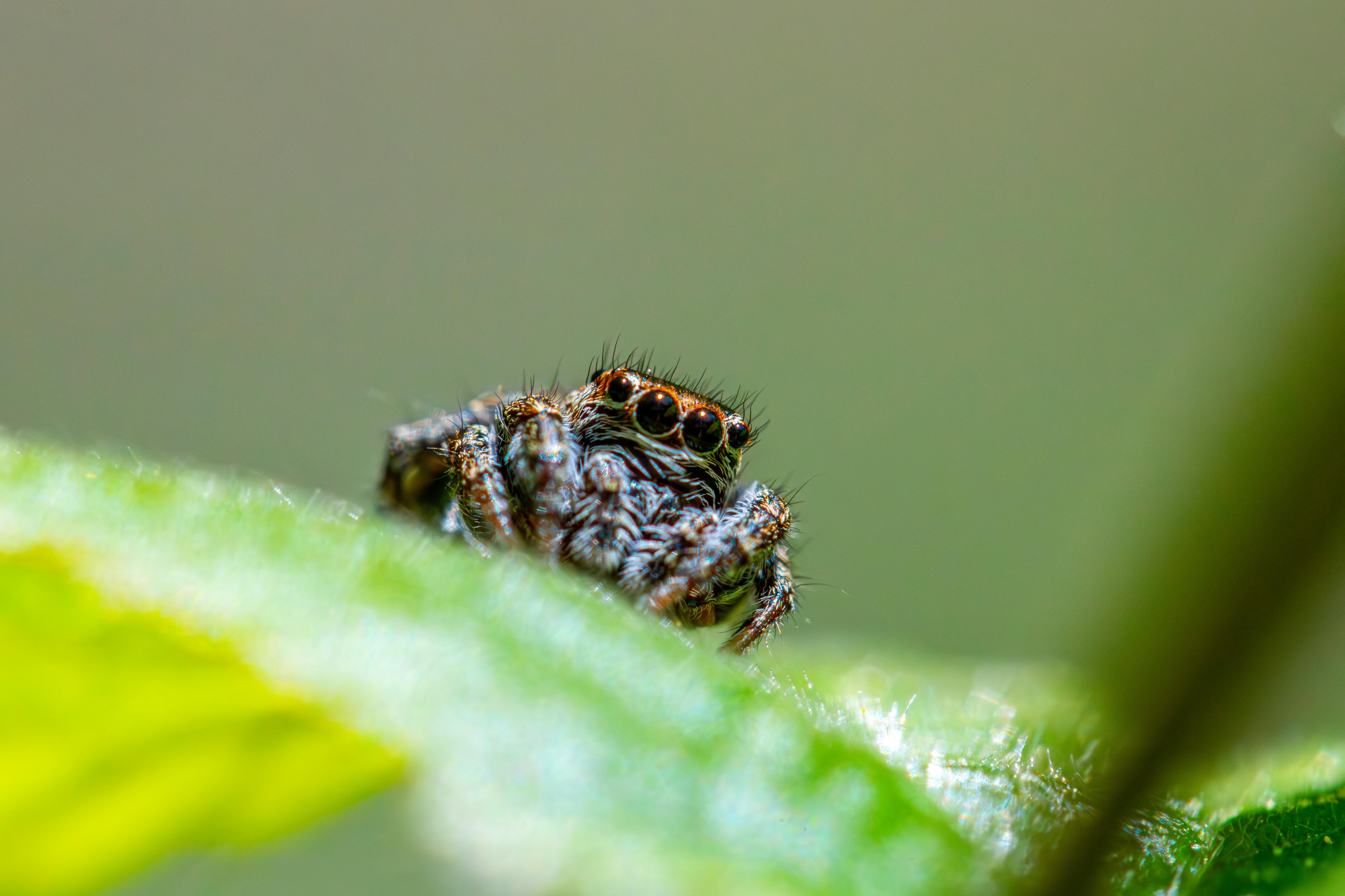 Close Up Laba Laba Pelompat Di Daun · Foto Stok Gratis