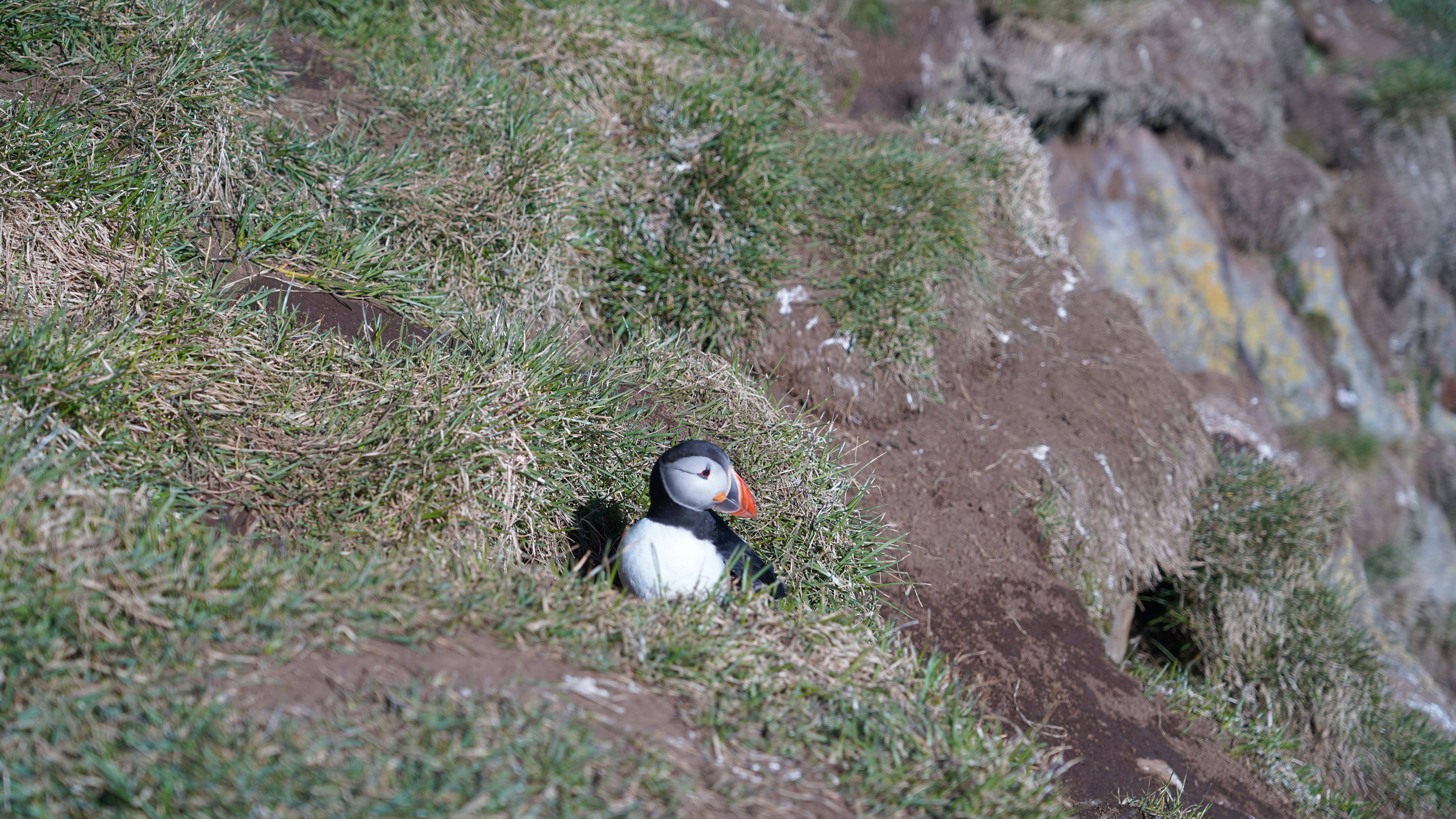 Atlantic Puffin Nesting on Icelandic Cliffs · Free Stock Photo