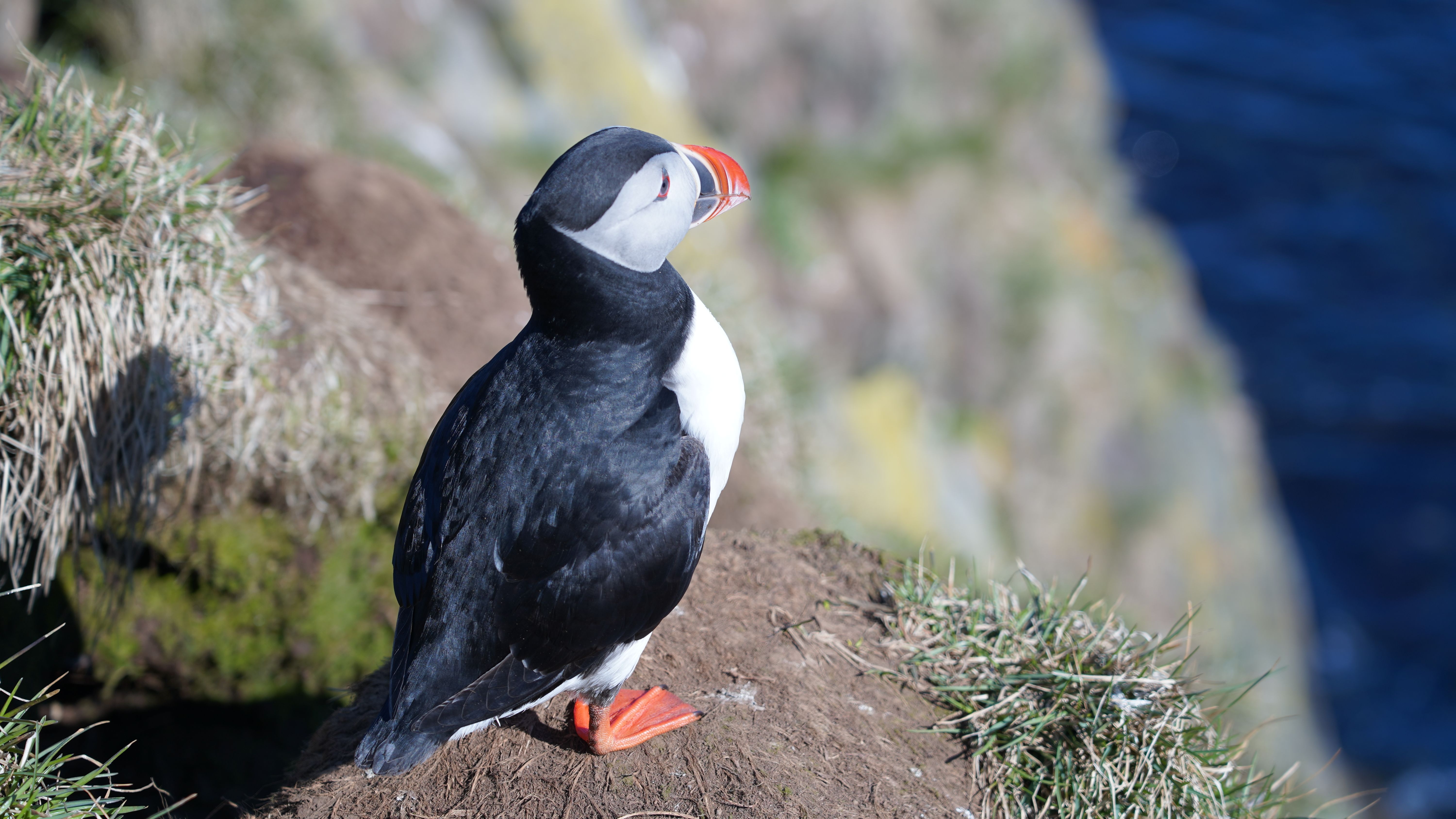 Atlantic Puffin in Natural Icelandic Habitat · Free Stock Photo