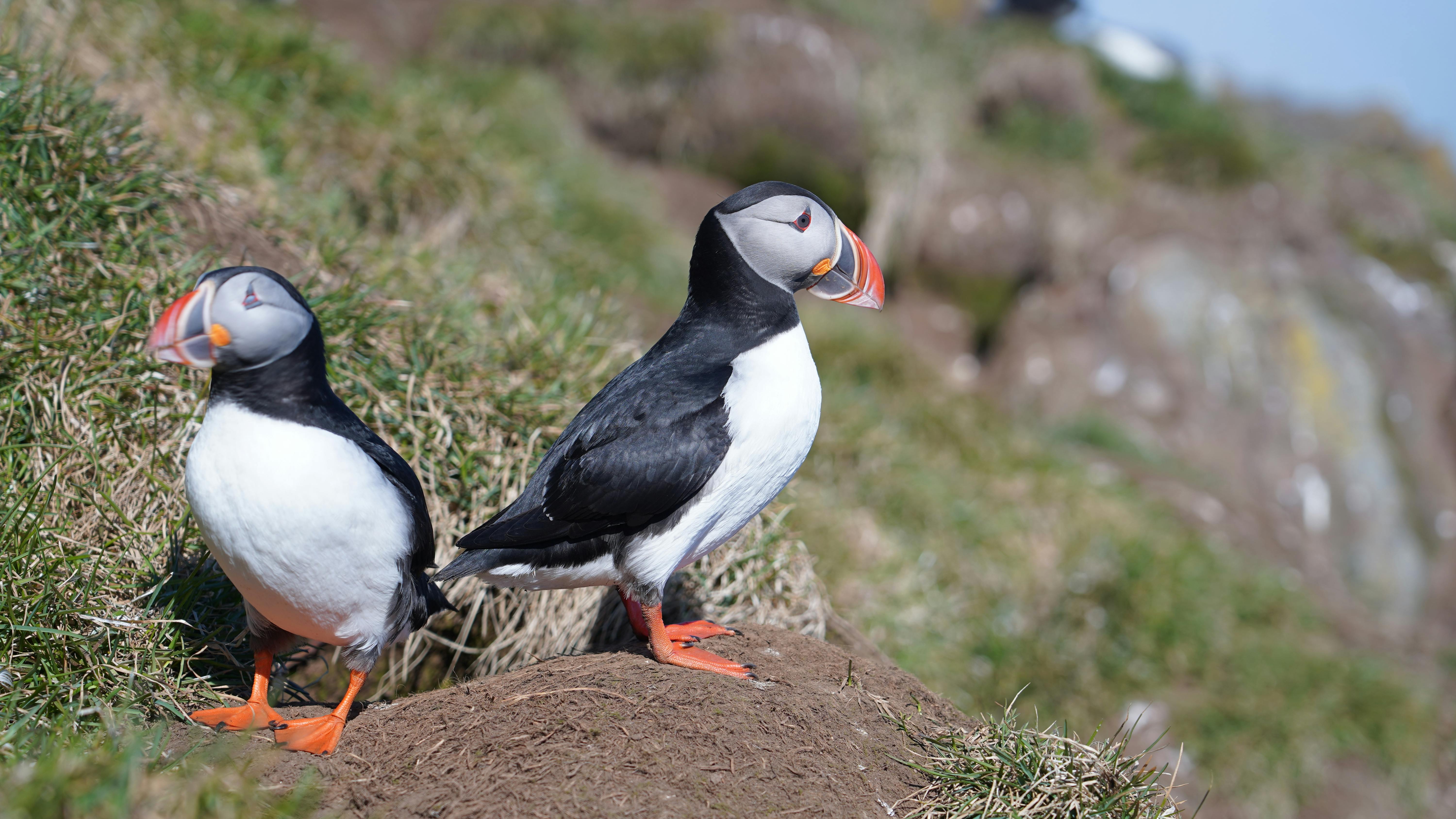 Scroller+Butterfly+Wings Photos, Download The BEST Free Scroller ...