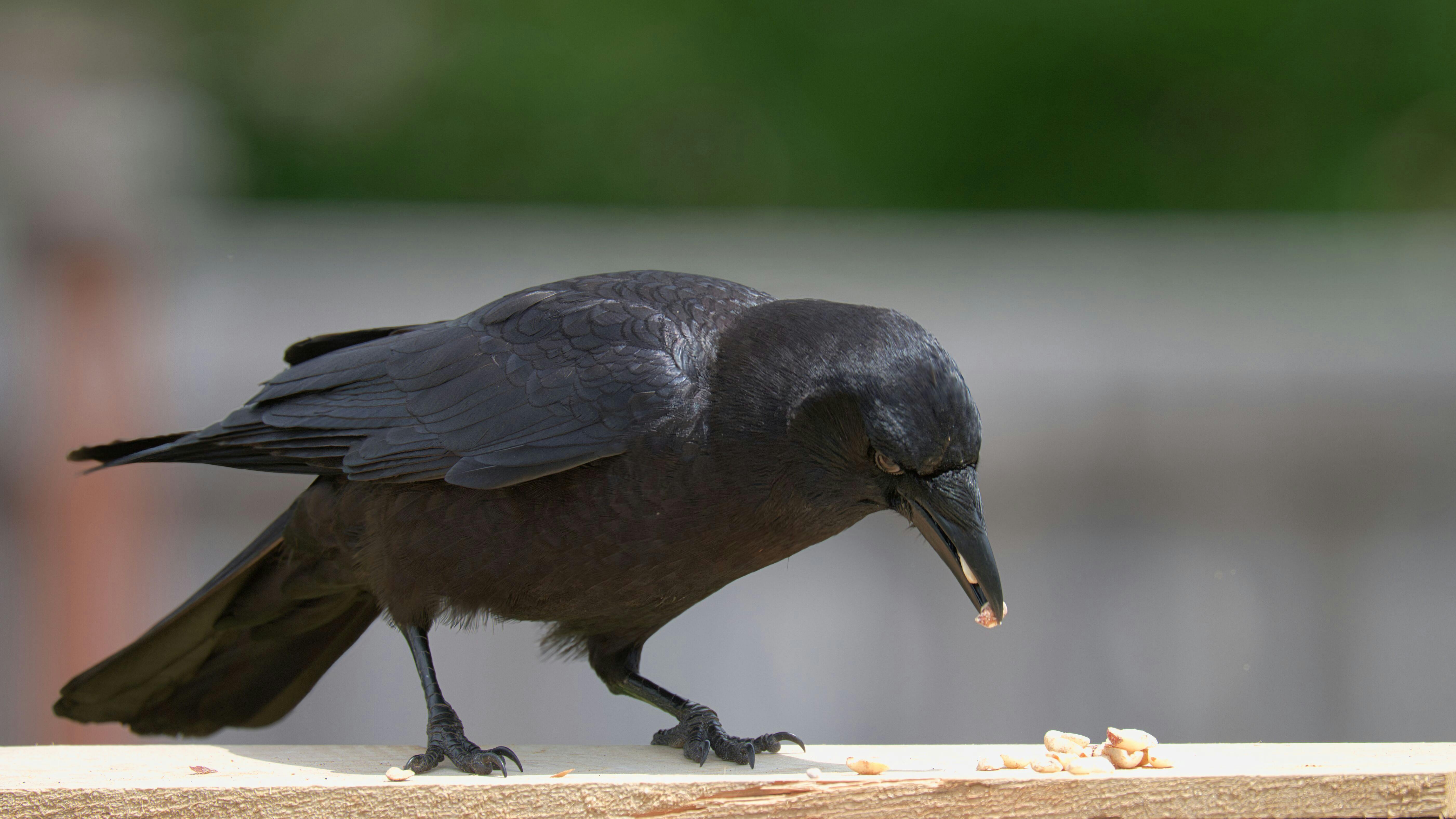 Black Crow Eating Peanuts on Wooden Surface · Free Stock Photo