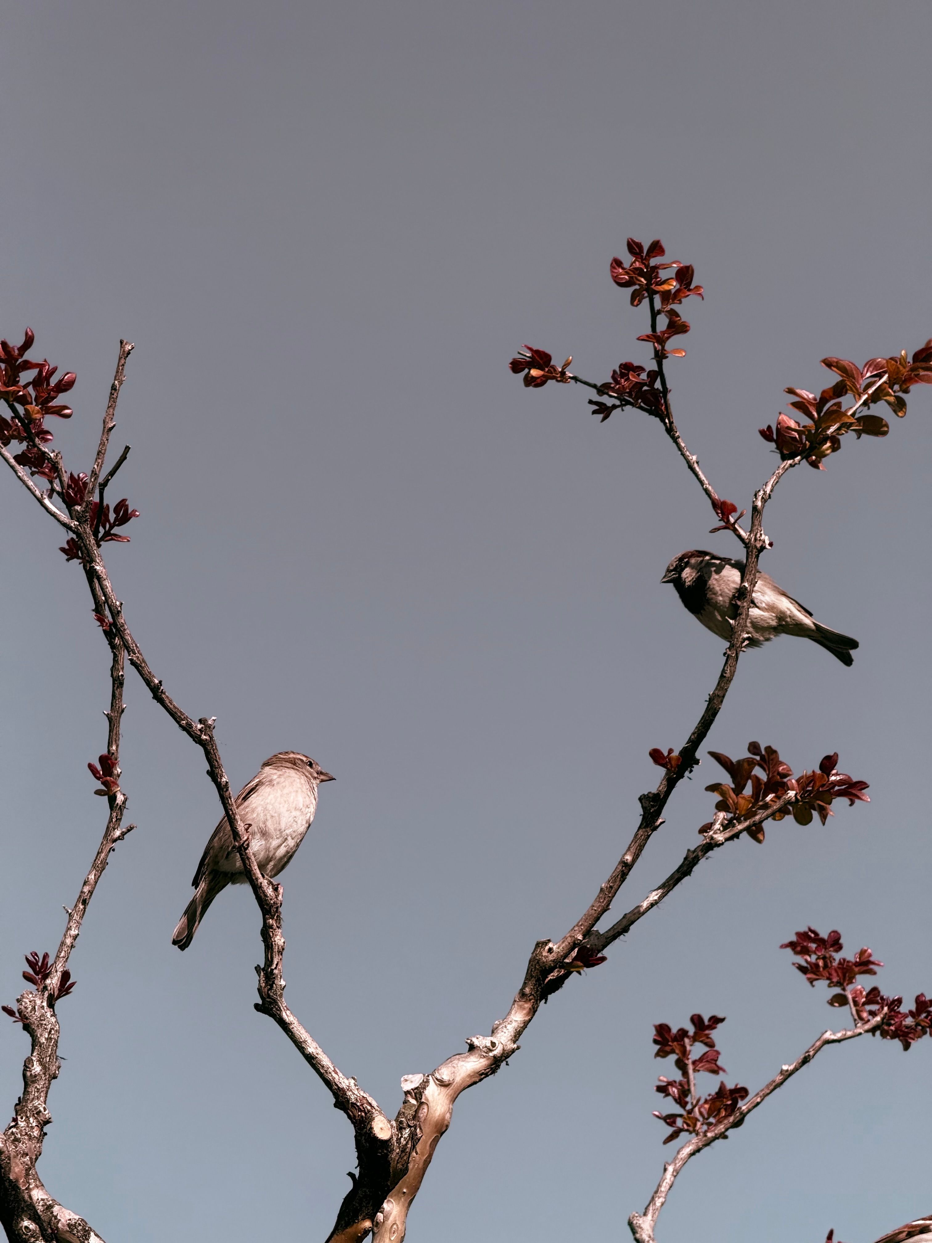 Sparrows On A Branch Enjoy Spring Blooms Photos, Download The BEST Free ...