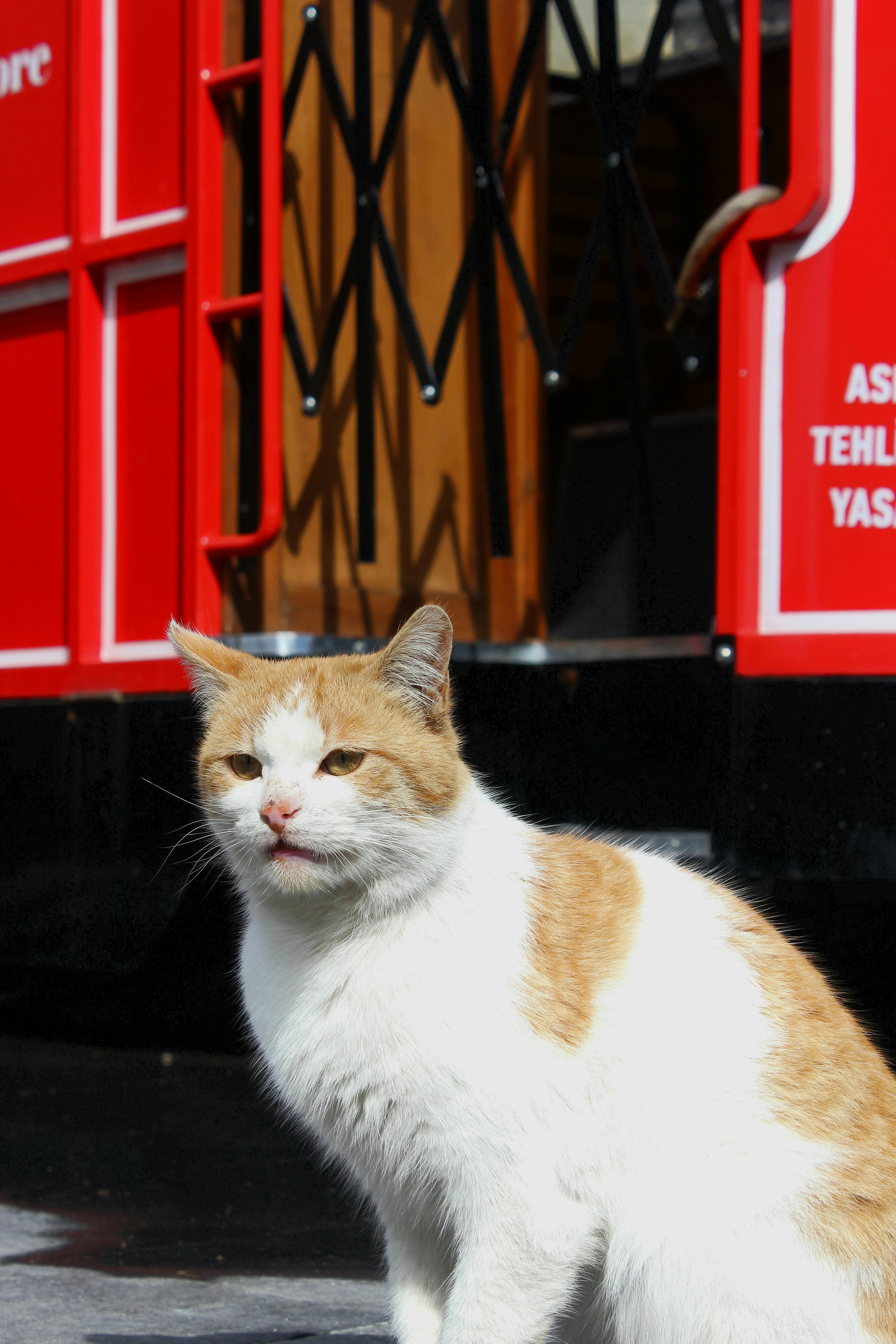 Ginger Cat Sitting by Red Tram in Sunlight · Free Stock Photo