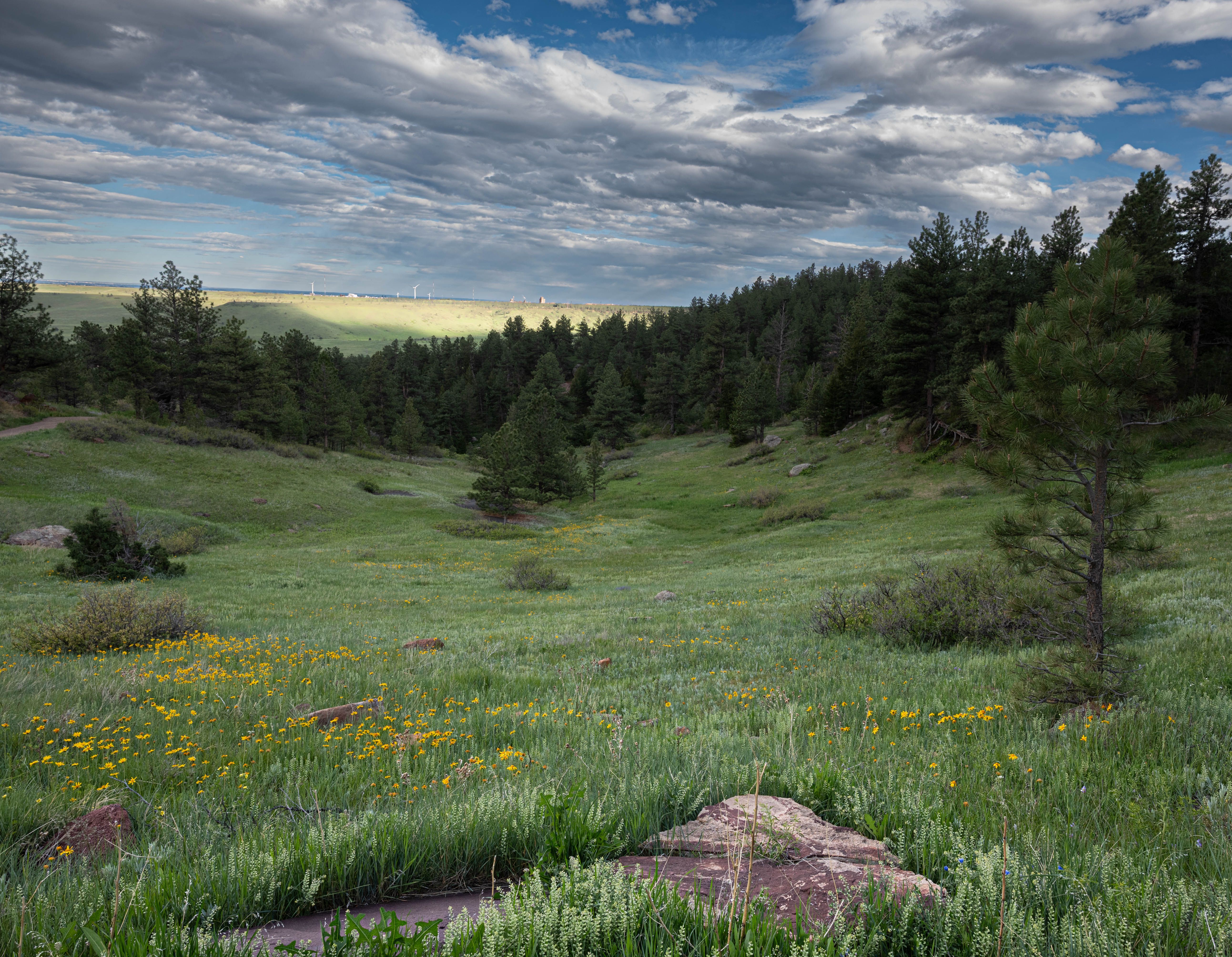 Lush Forest Meadow Under Dramatic Cloudy Sky · Free Stock Photo
