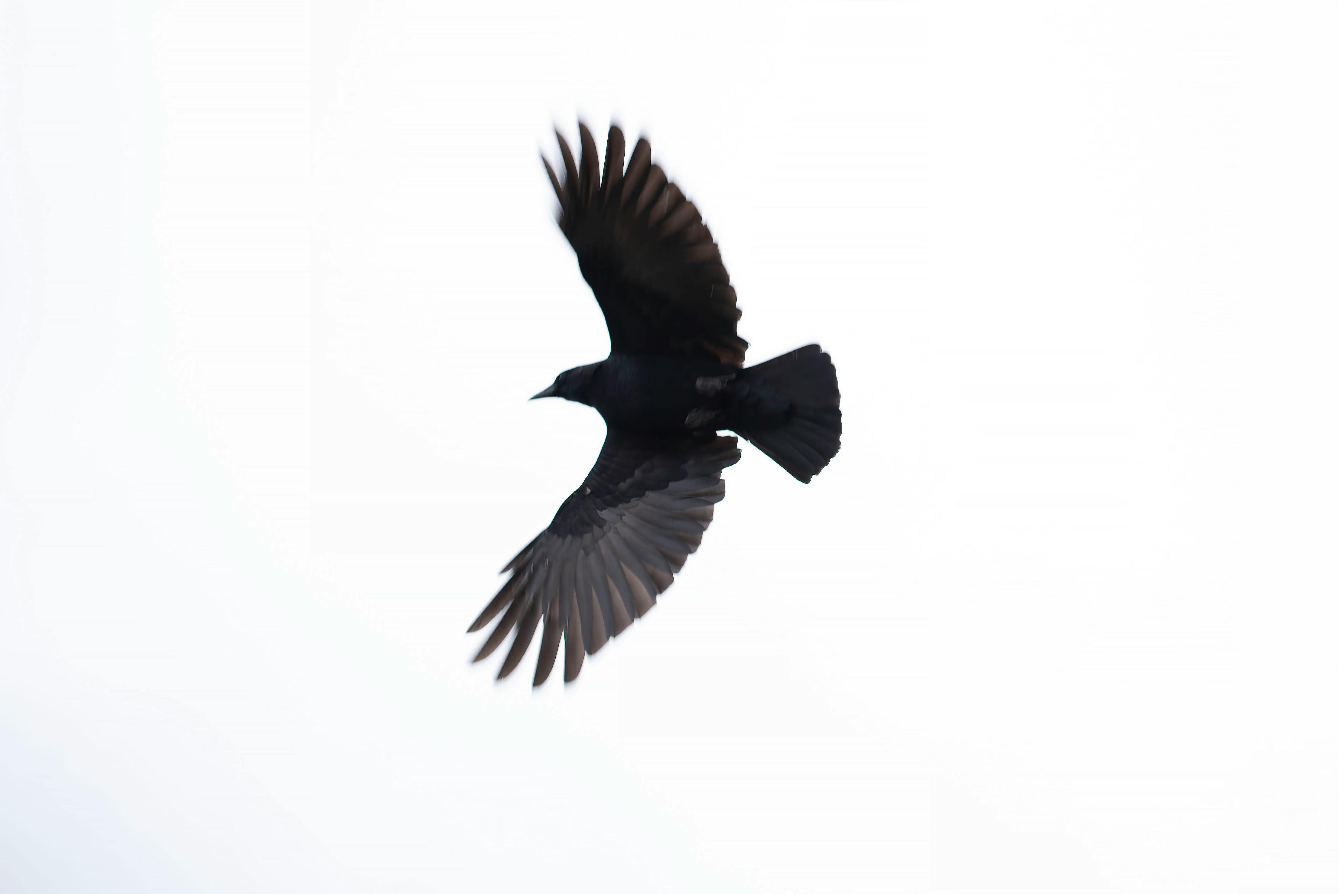 Free stock photo of animal, bird, crow