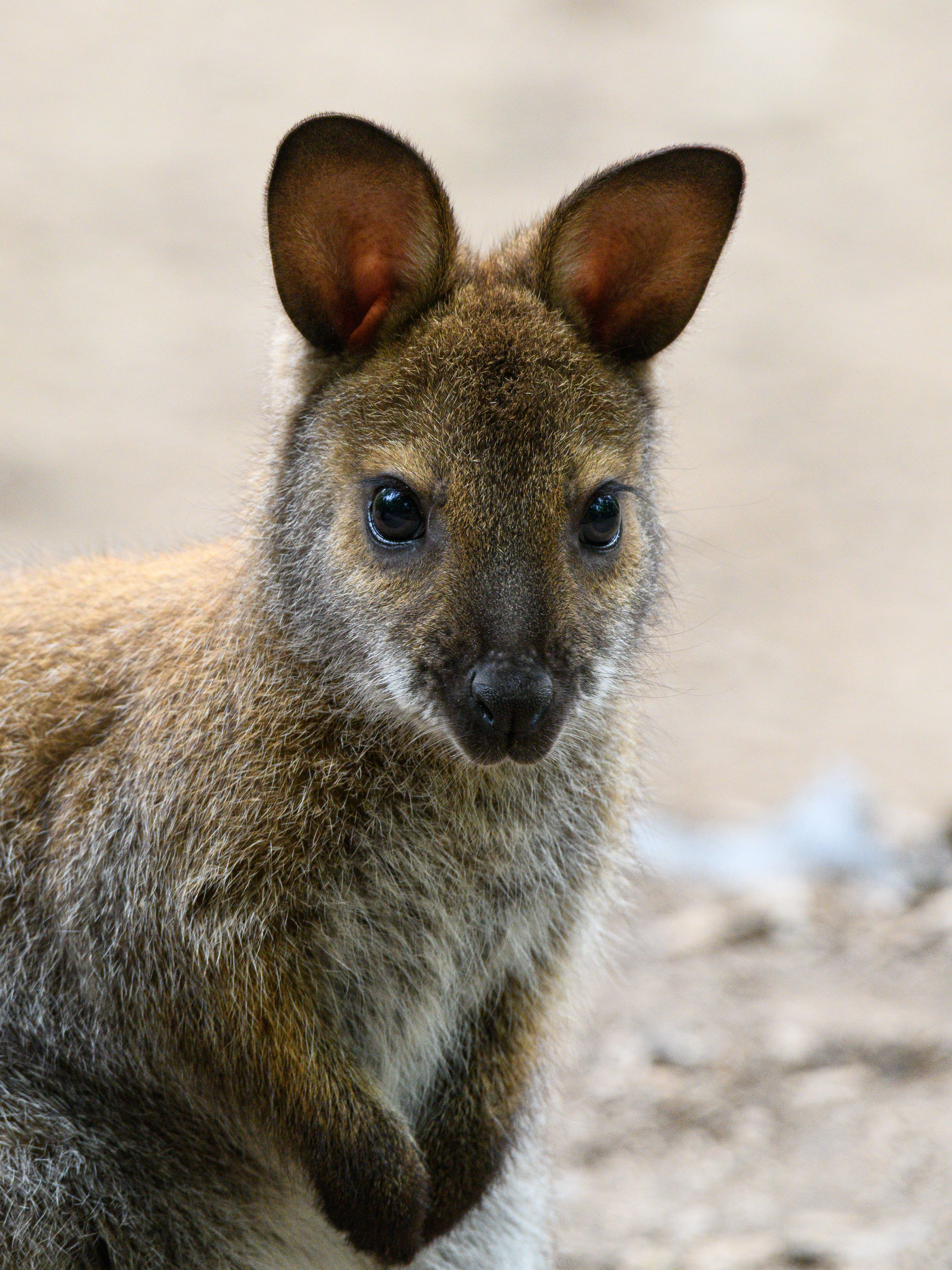 Close-up Portrait of a Young Wallaby · Free Stock Photo