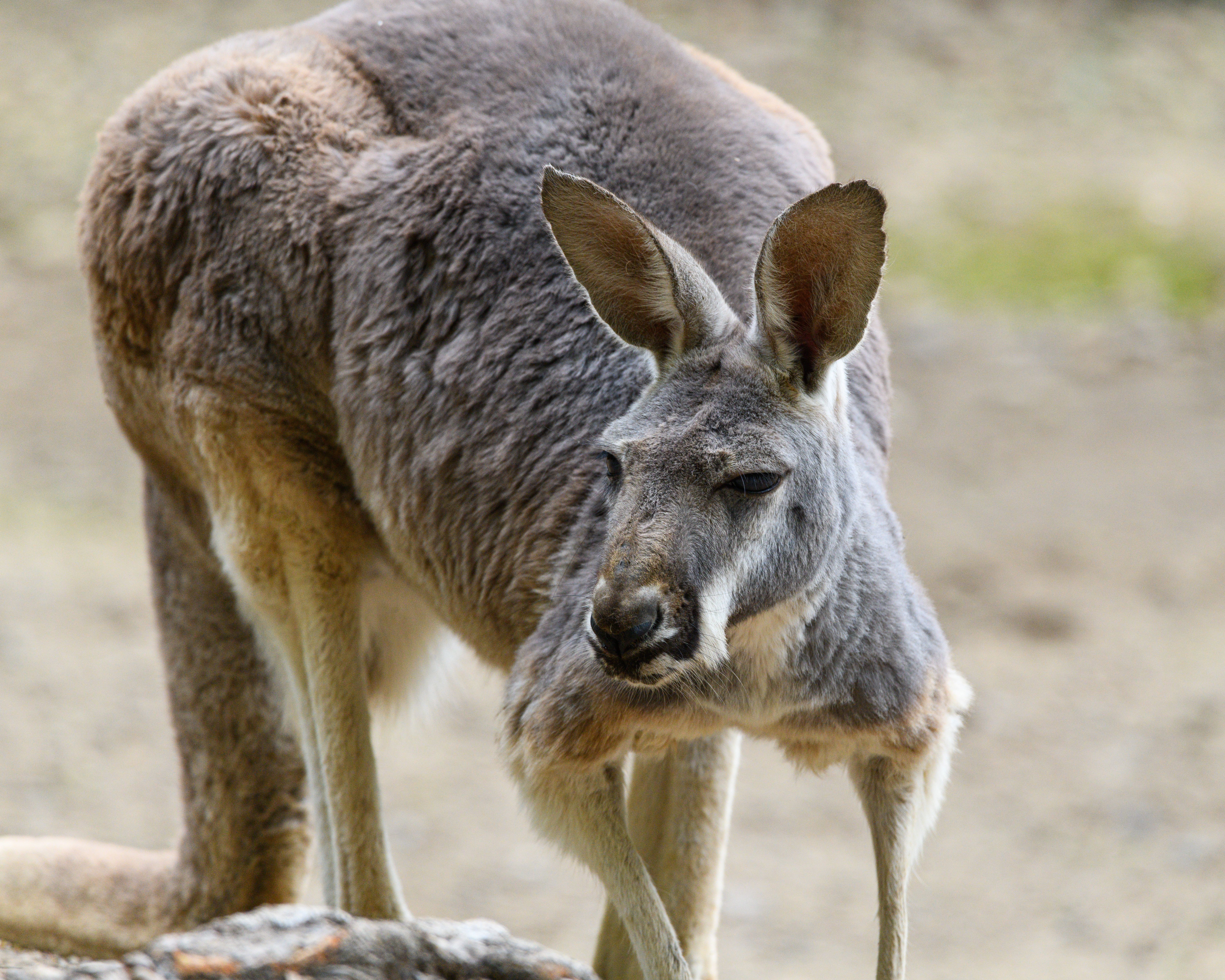 Close-up of a Red Kangaroo in Natural Habitat · Free Stock Photo