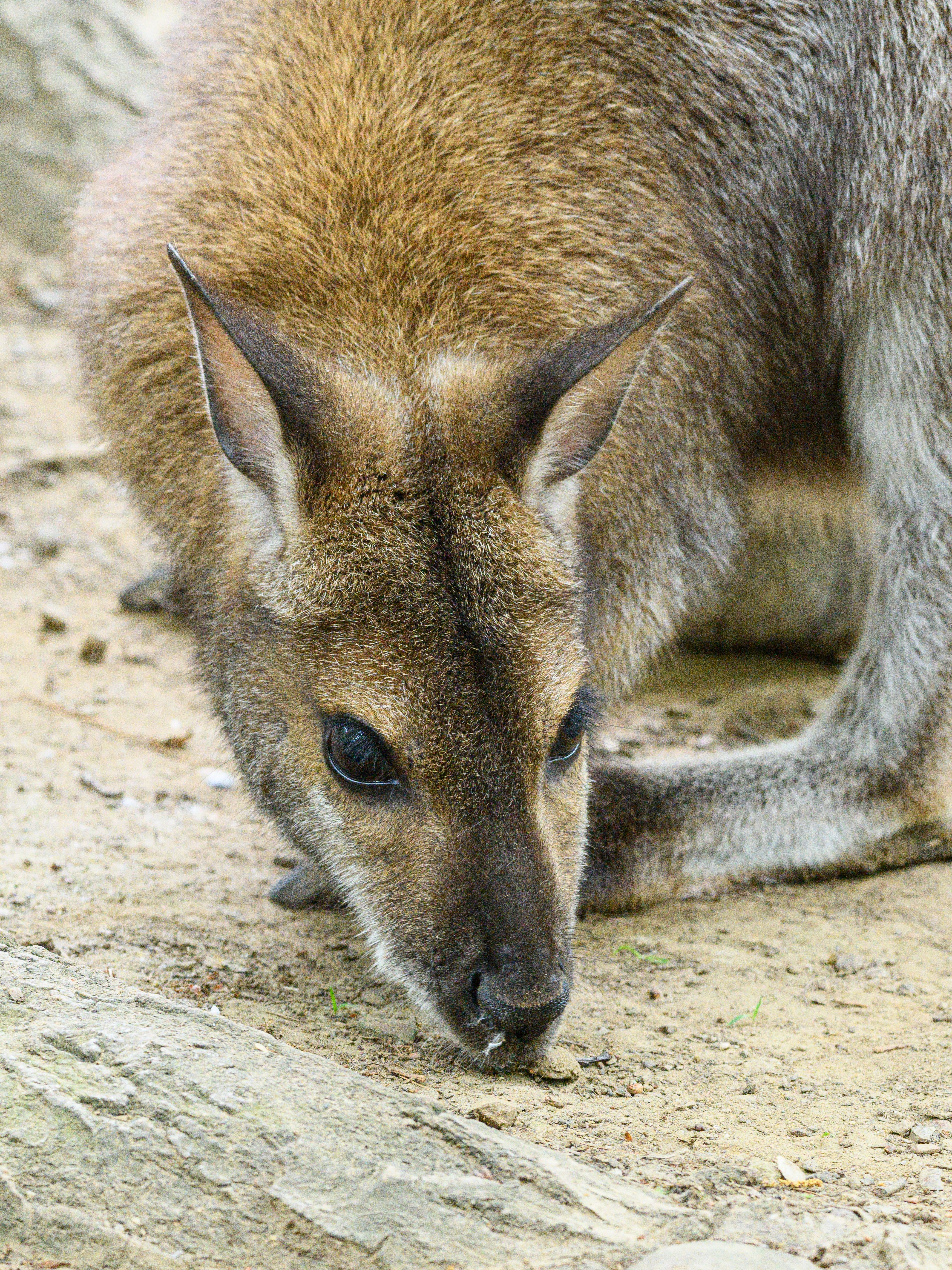 Close-up of a Wallaby in Natural Habitat · Free Stock Photo