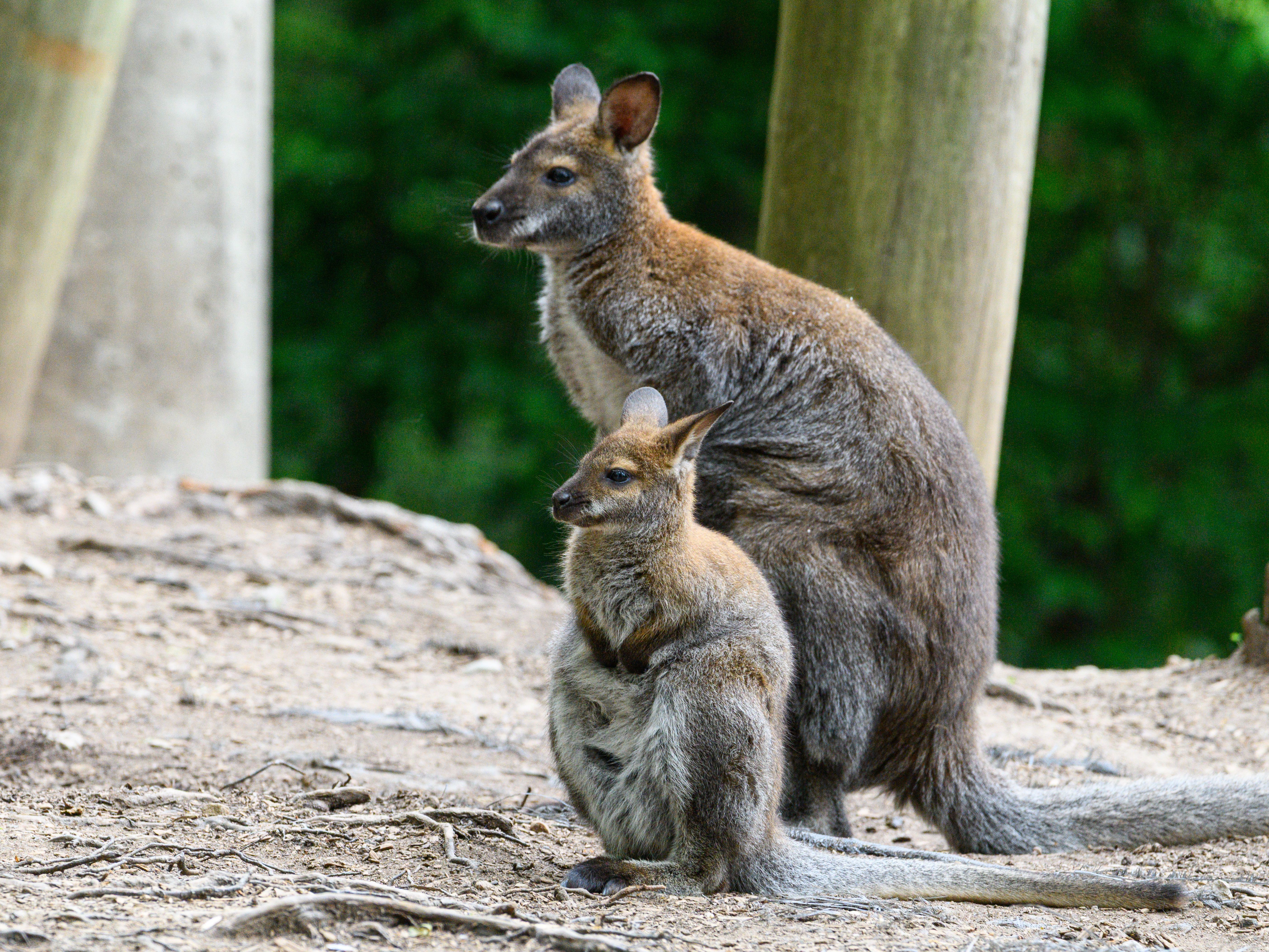 Mother and Baby Kangaroo in Natural Habitat · Free Stock Photo