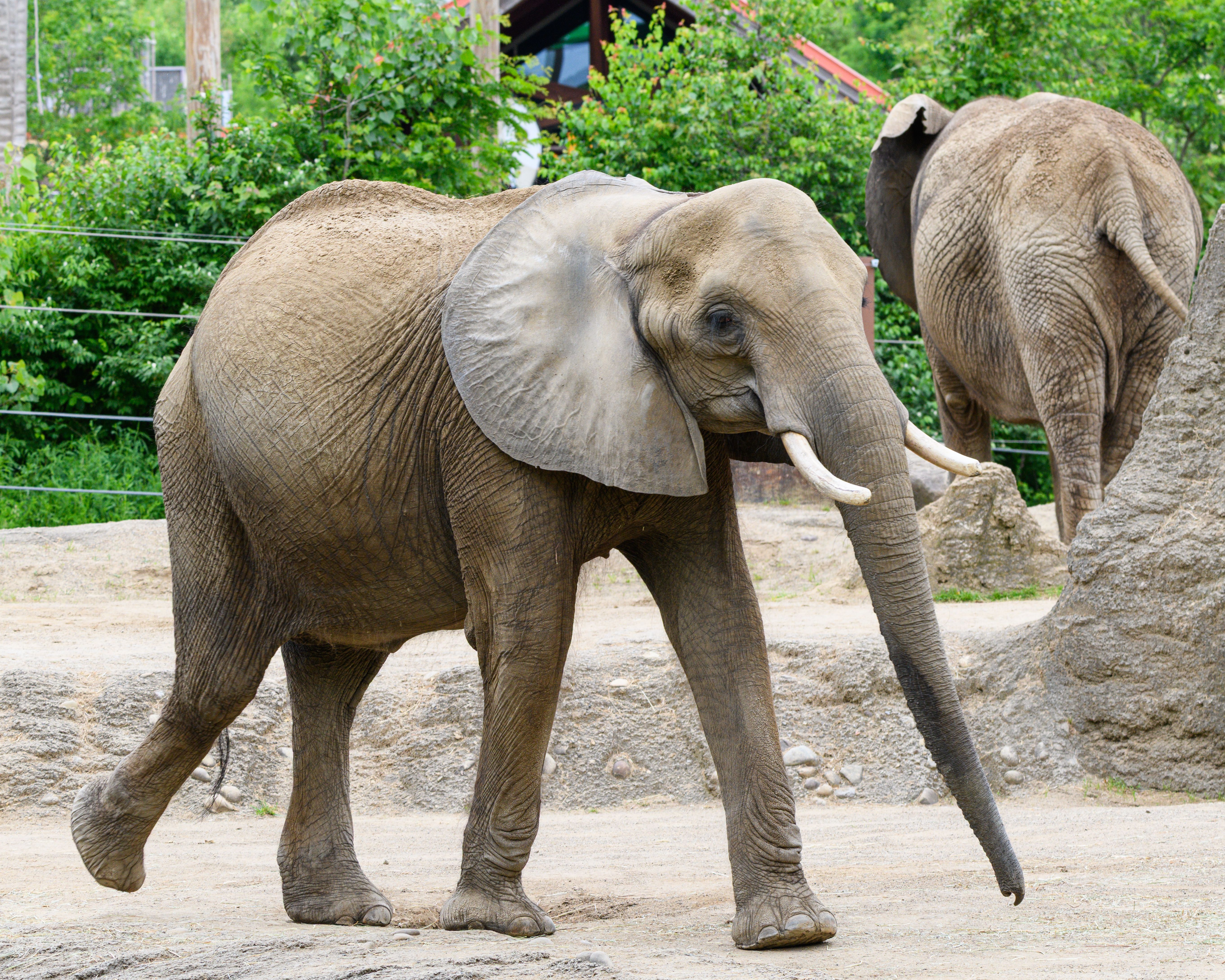 Majestic African Elephant in Zoo Enclosure · Free Stock Photo