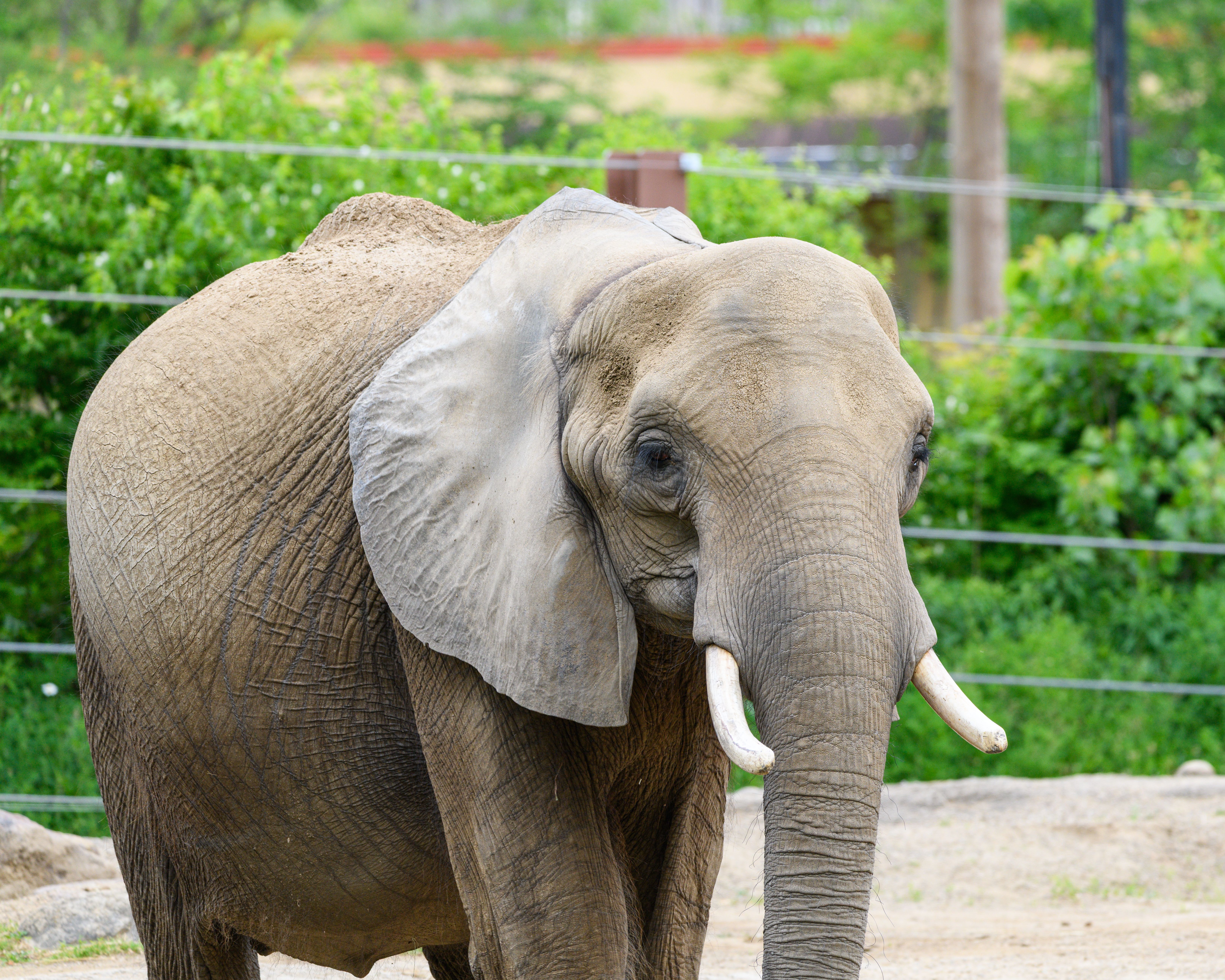 Gray Elephant Walking on Grass Field · Free Stock Photo