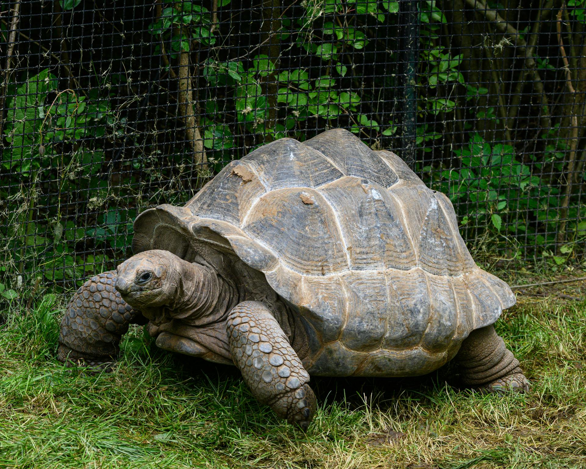 Galapagos Tortoises: Evolution, Size, and Behavior Explained