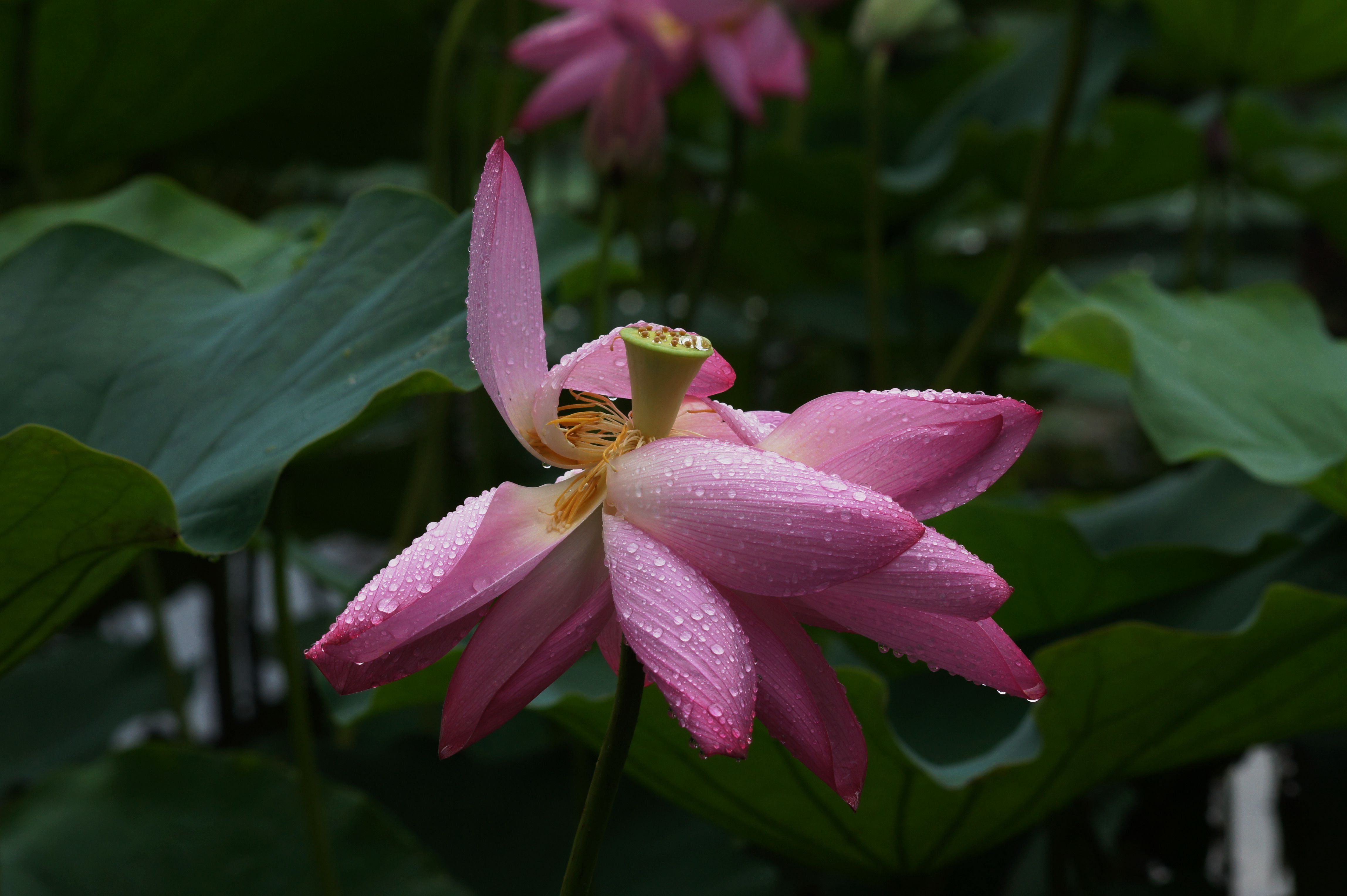 Beautiful Pink Lotus Flower with Dew Drops · Free Stock Photo