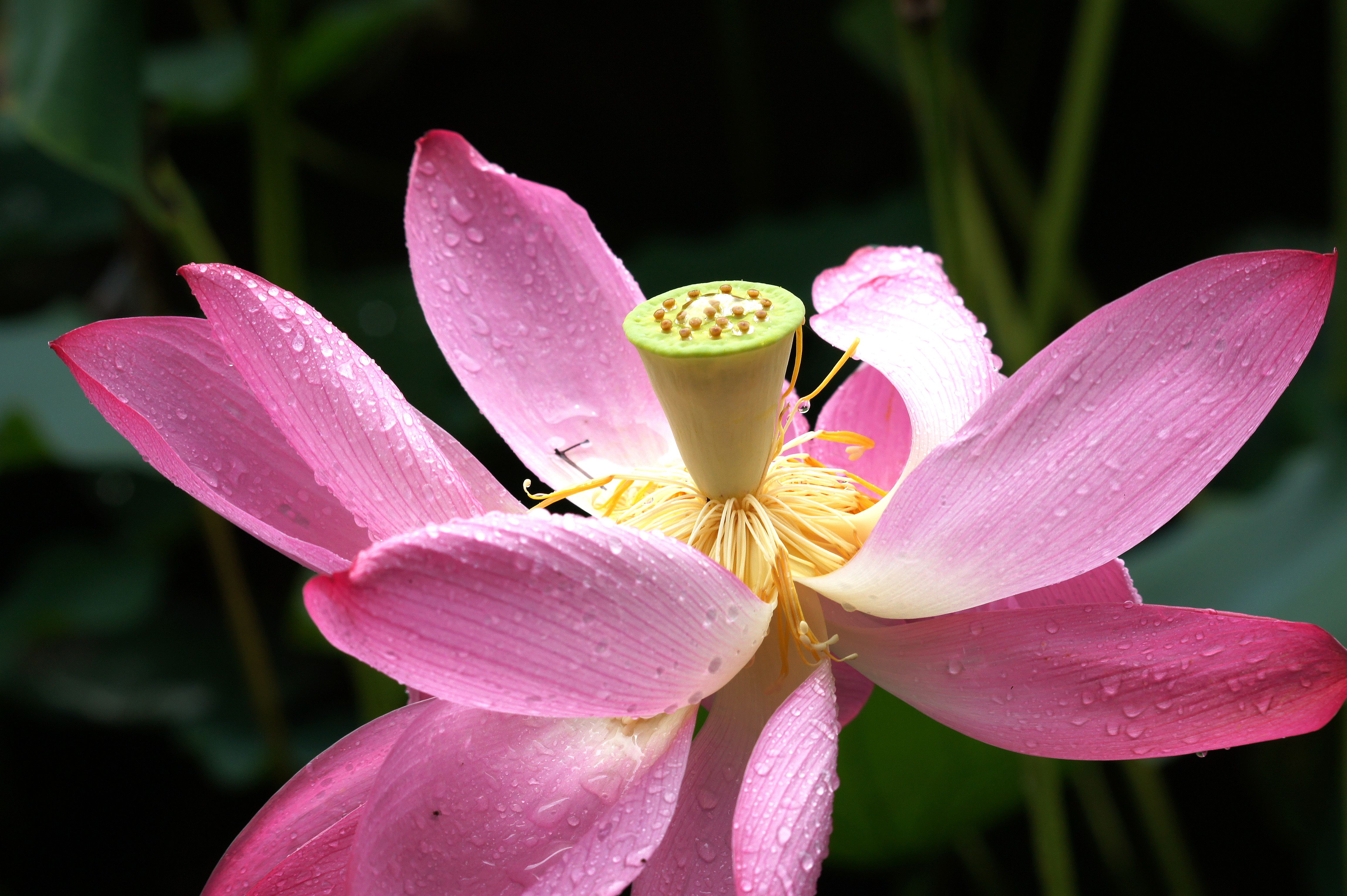 Vibrant Pink Lotus Flower with Morning Dew · Free Stock Photo