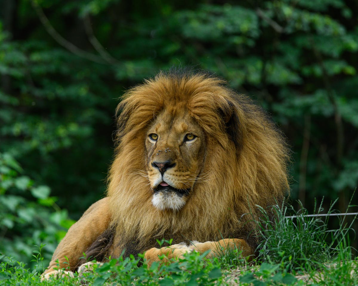 Scarface Lion Photos, Download The BEST Free Scarface Lion Stock Photos ...