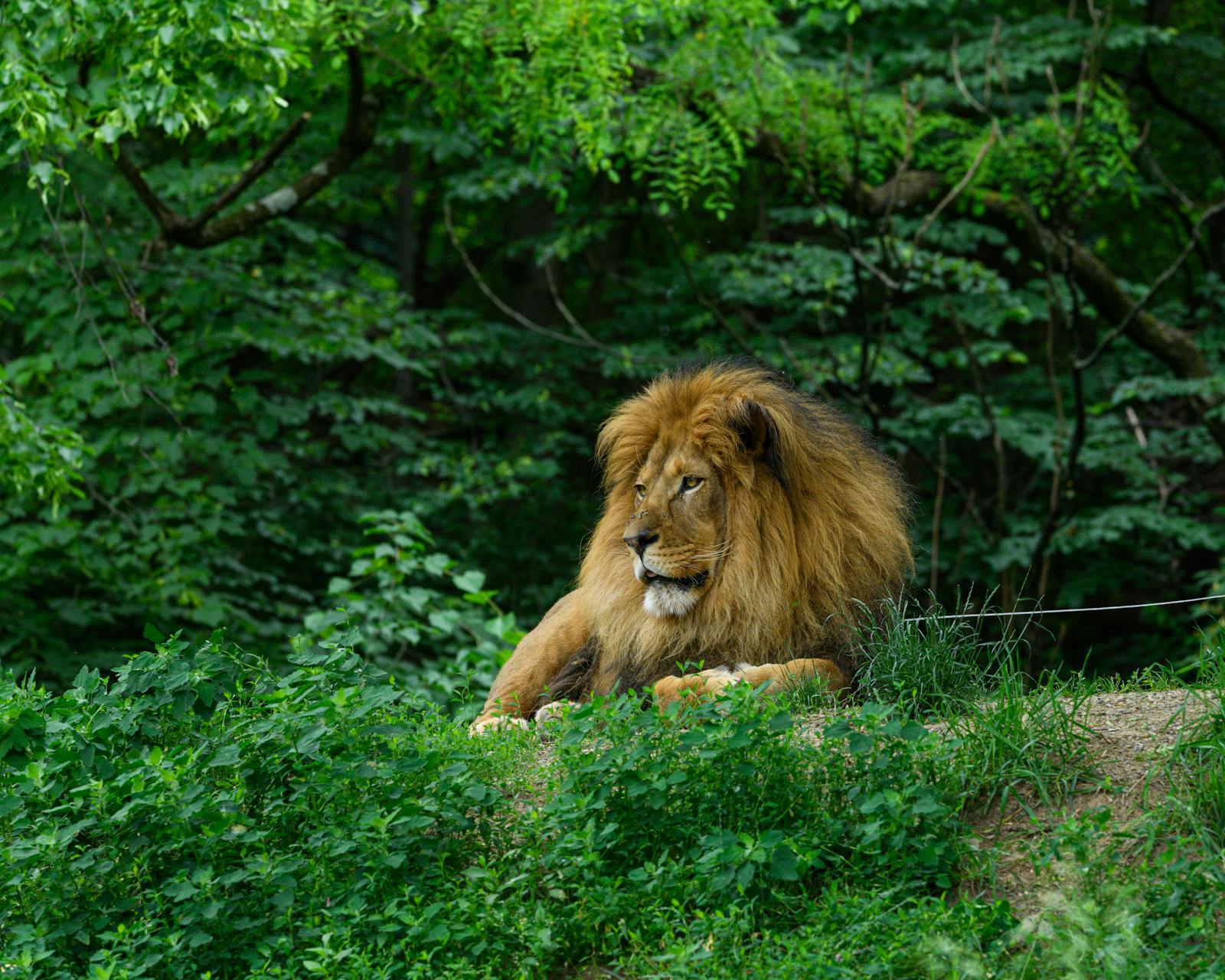 Scarface Lion Photos, Download The BEST Free Scarface Lion Stock Photos ...