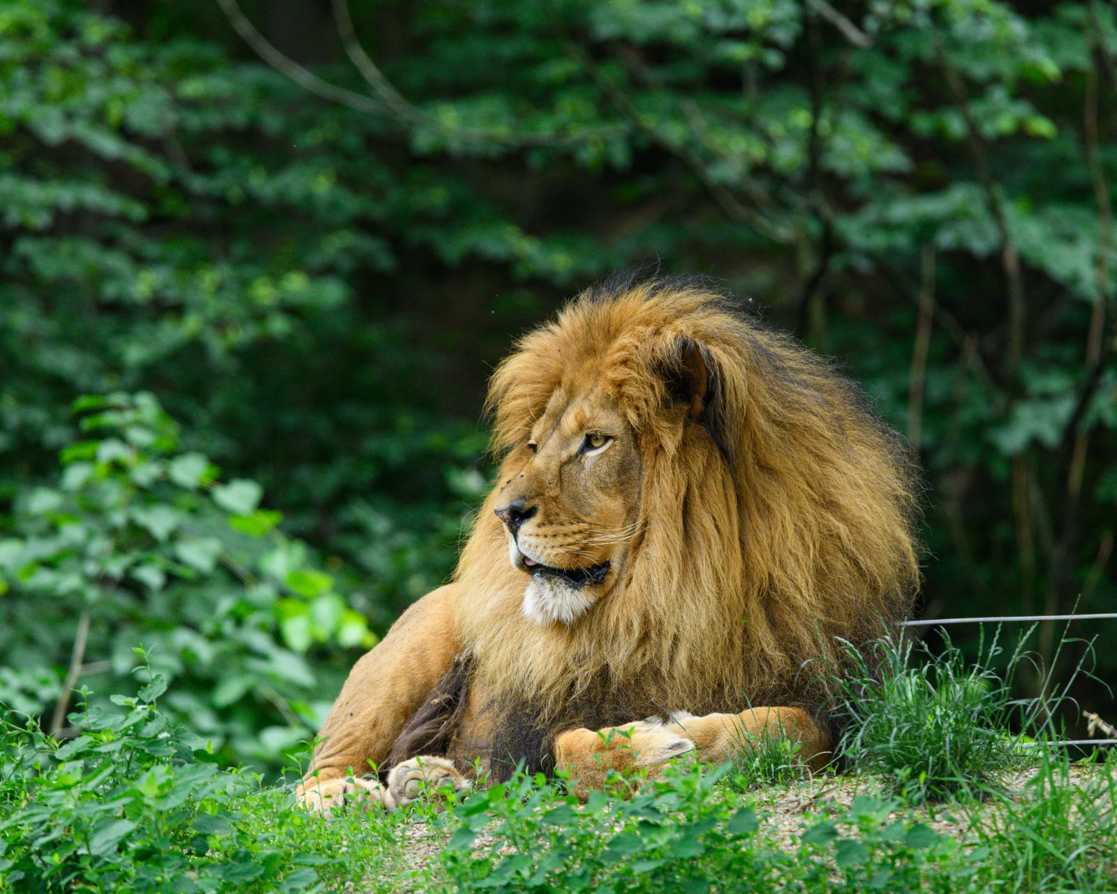 10,000+ Best Lion Photos · 100% Free Download · Pexels Stock Photos