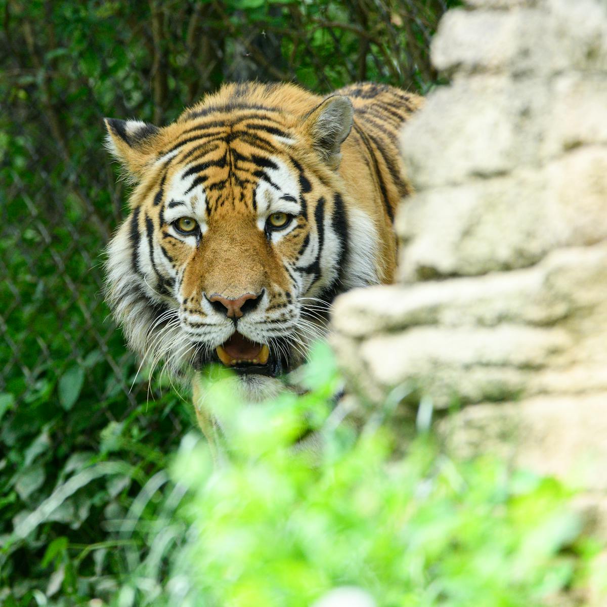 Siberian Tiger Photos, Download The BEST Free Siberian Tiger Stock Photos & HD Images