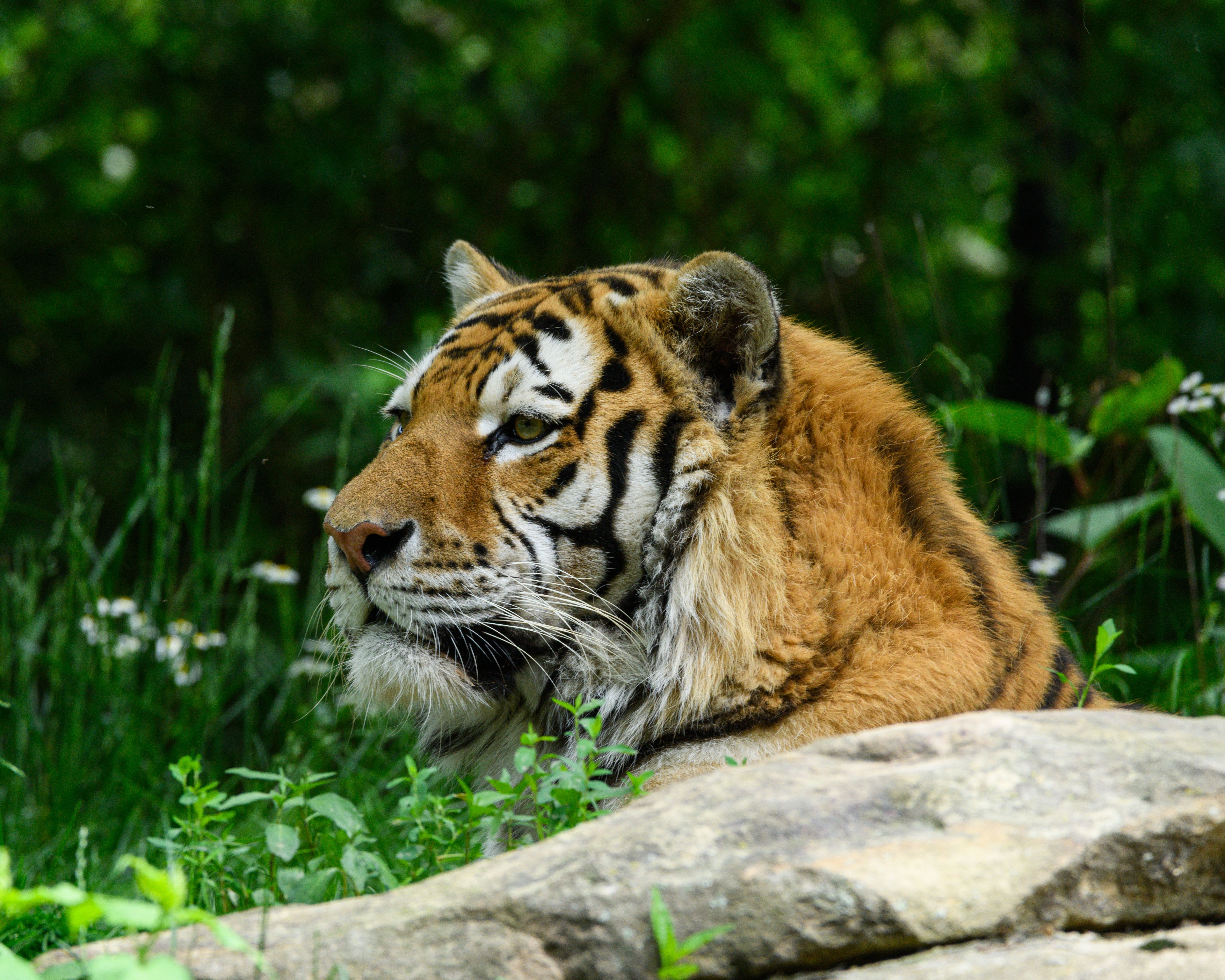 Tiger Lying Down during Daytime · Free Stock Photo