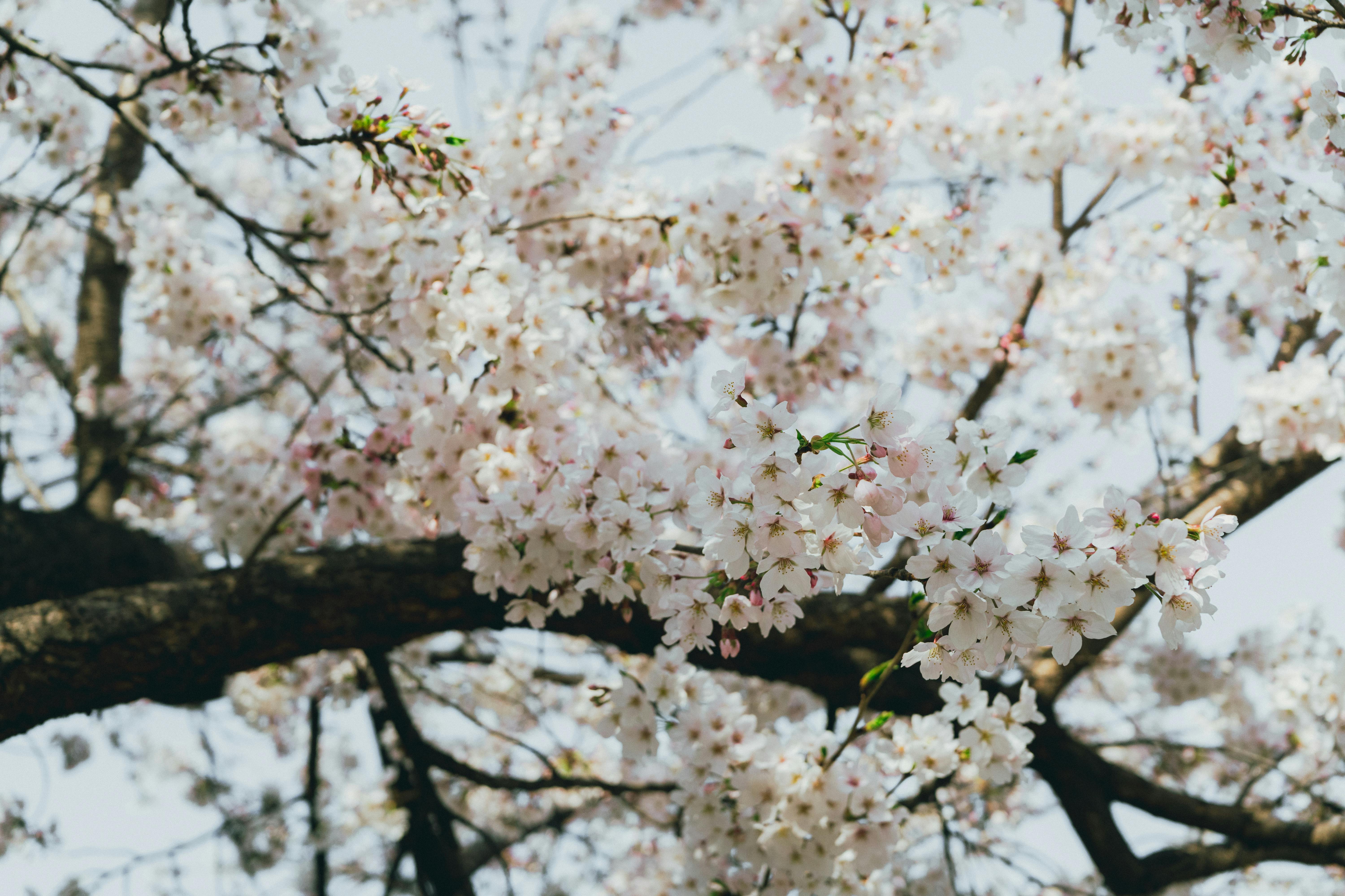 Cherry Blossoms in Seoul, Korea - Spring Scenery · Free Stock Photo