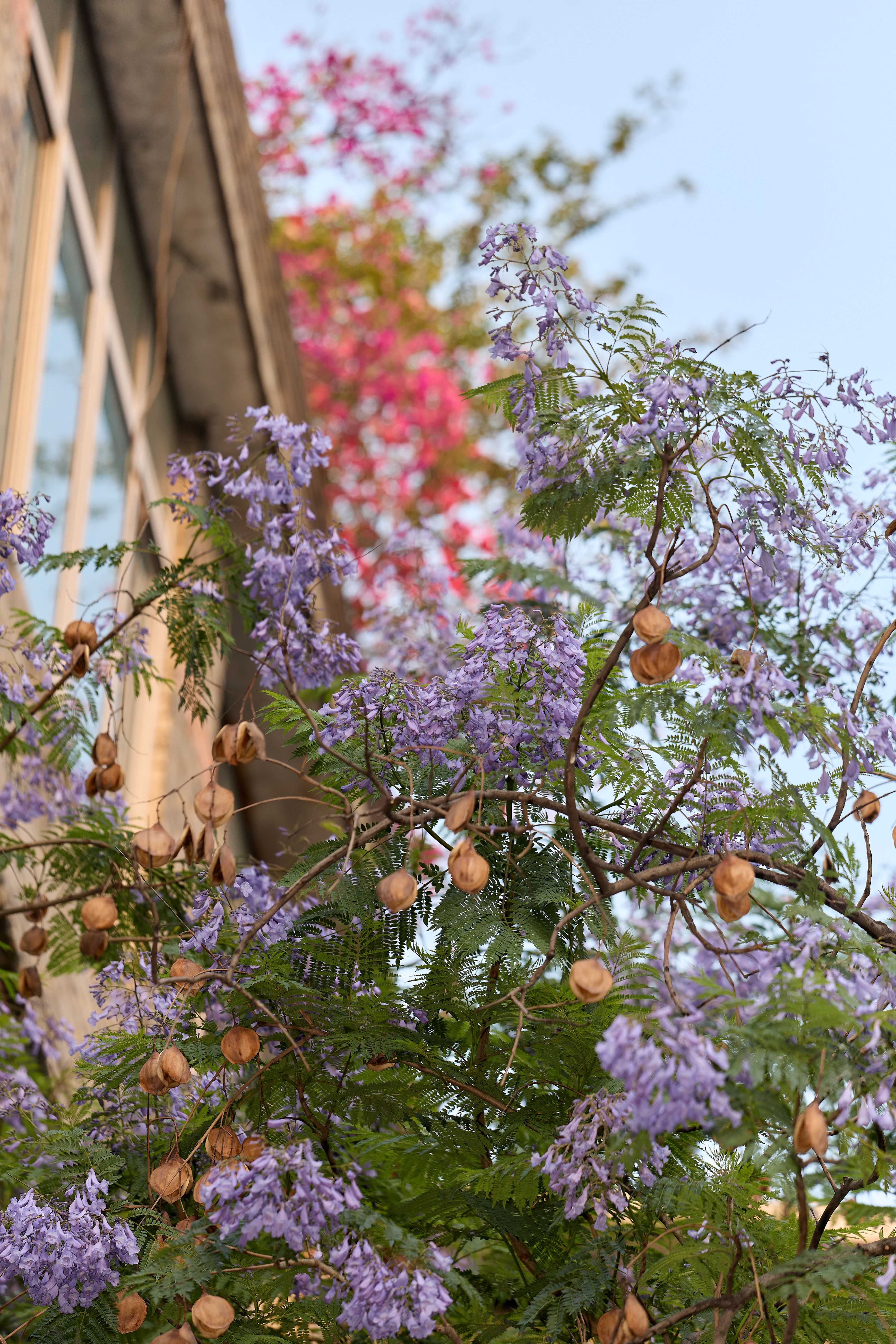 Blooming Jacaranda Tree Beside Rustic Building · Free Stock Photo