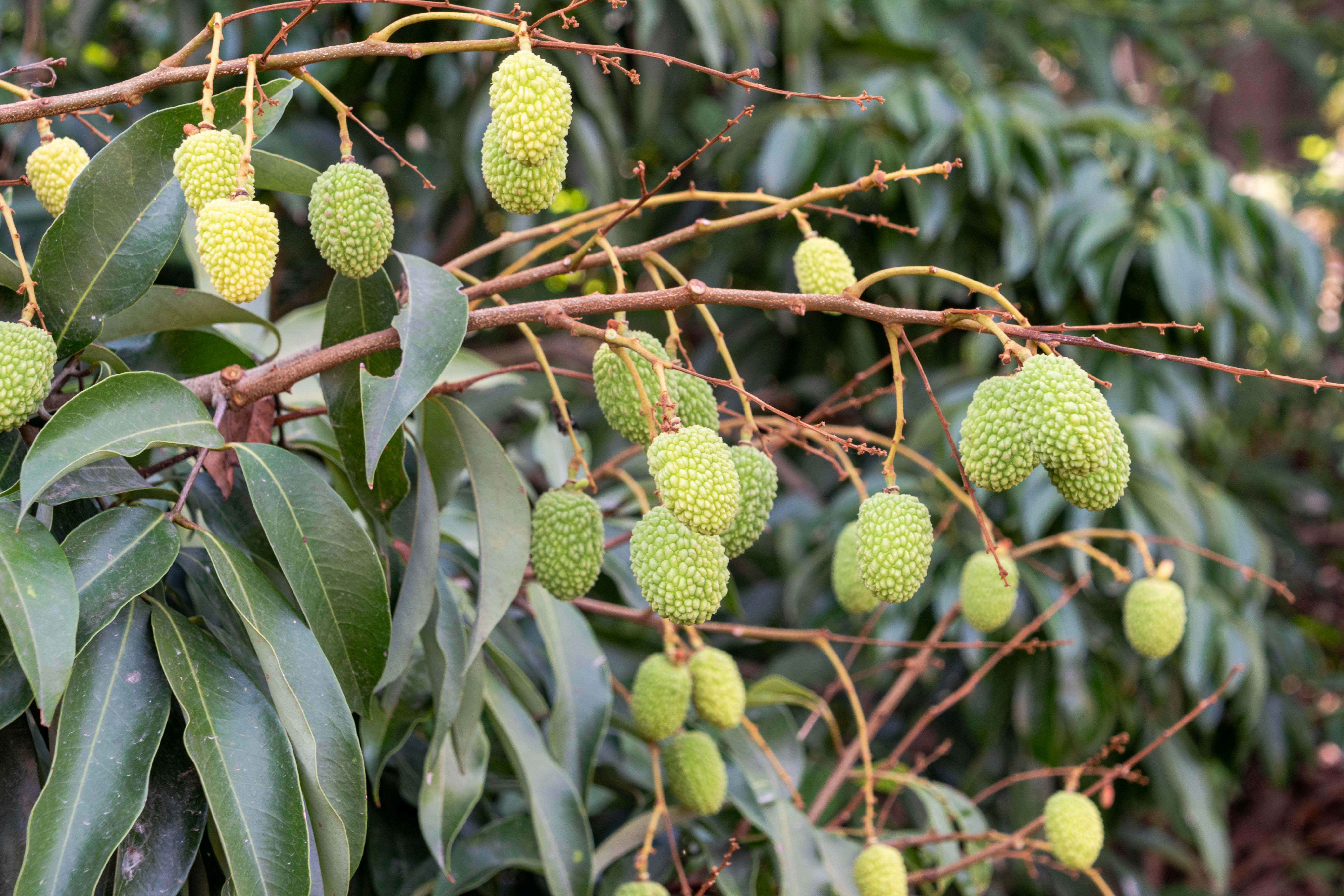 Dwarf Fruit Tree Photos, Download The BEST Free Dwarf Fruit Tree Stock ...