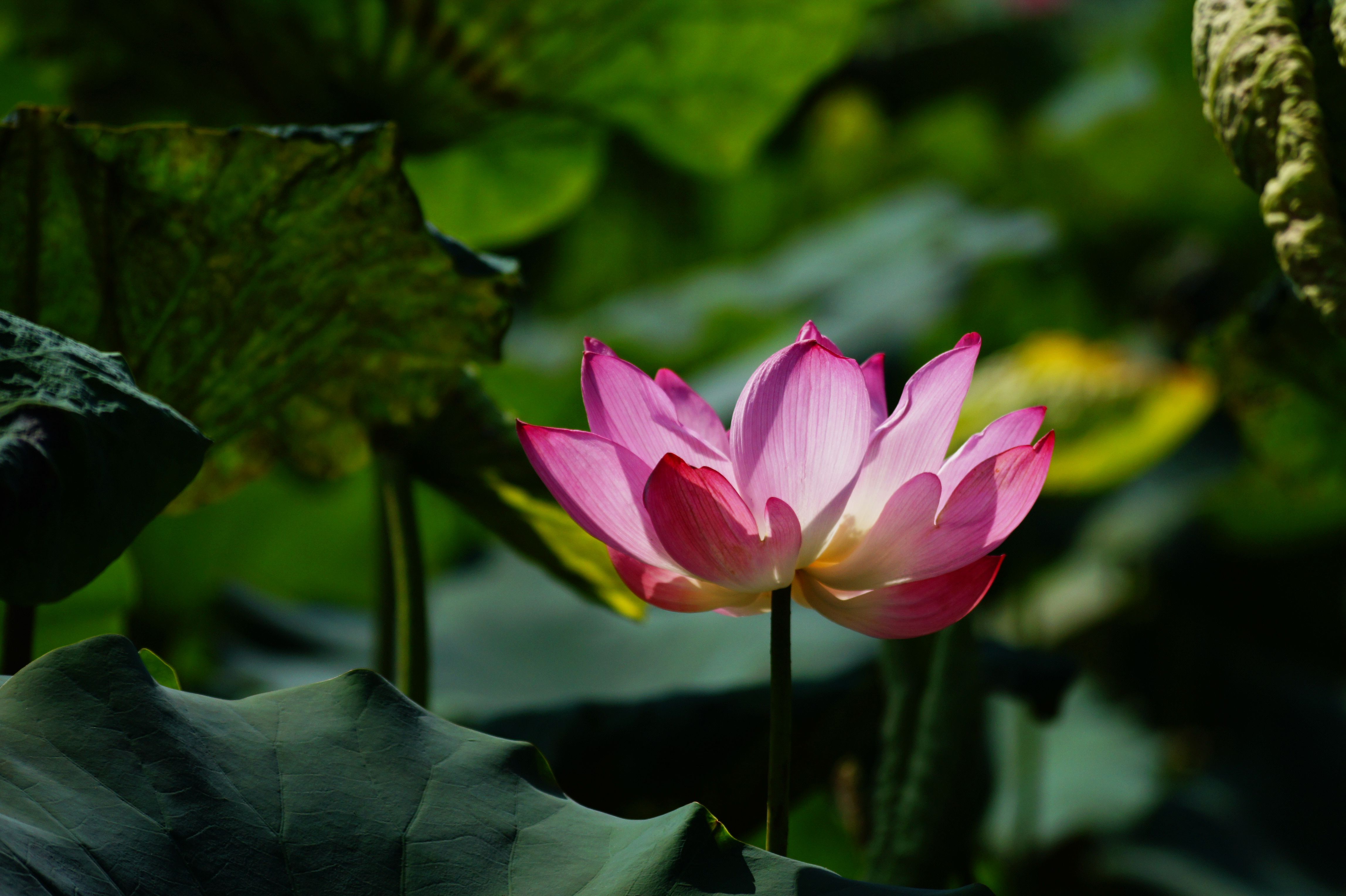 Vibrant Pink Lotus Flower in Lush Greenery · Free Stock Photo