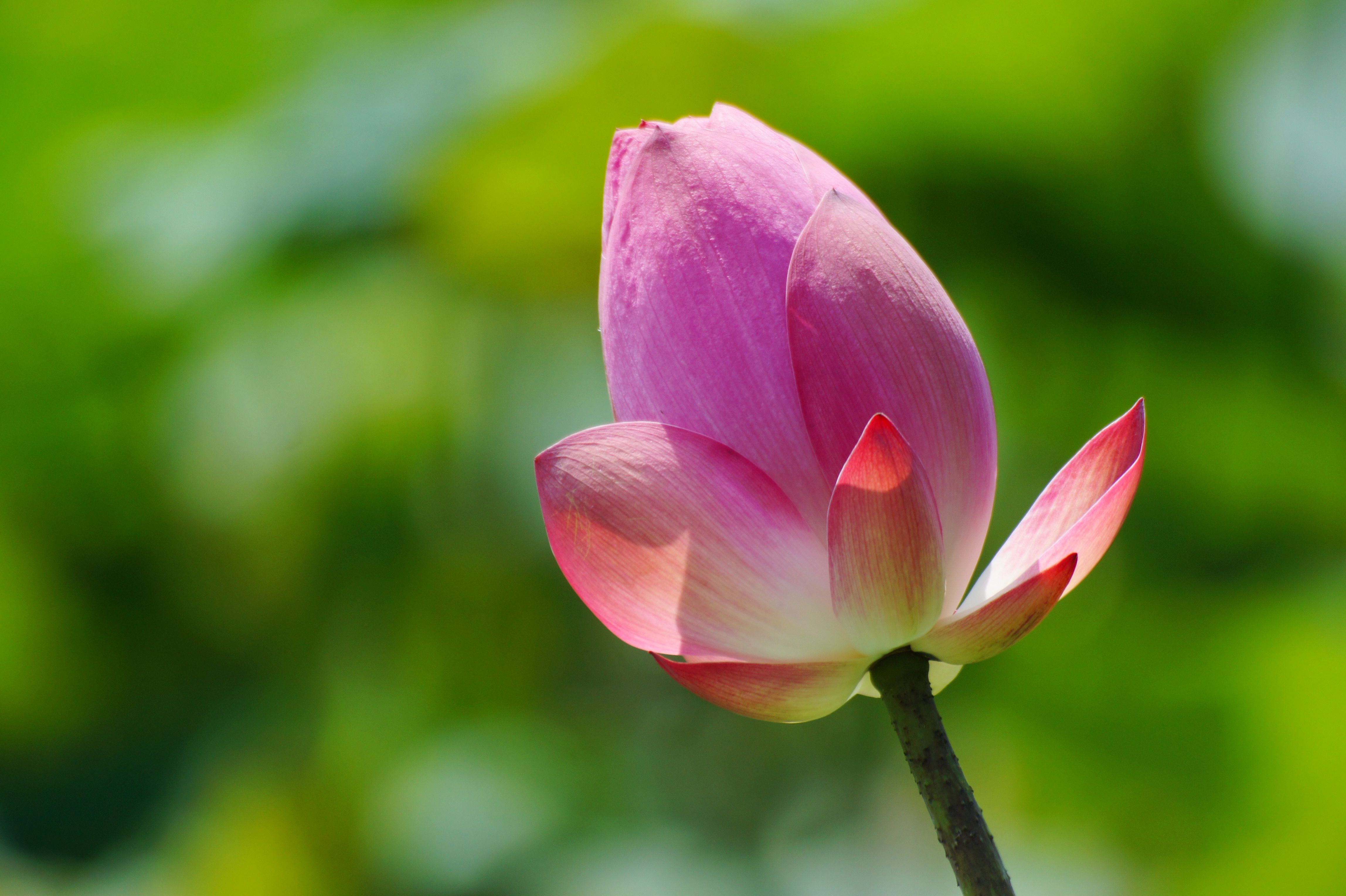 Lotus Background Photos, Download The BEST Free Lotus Background Stock ...