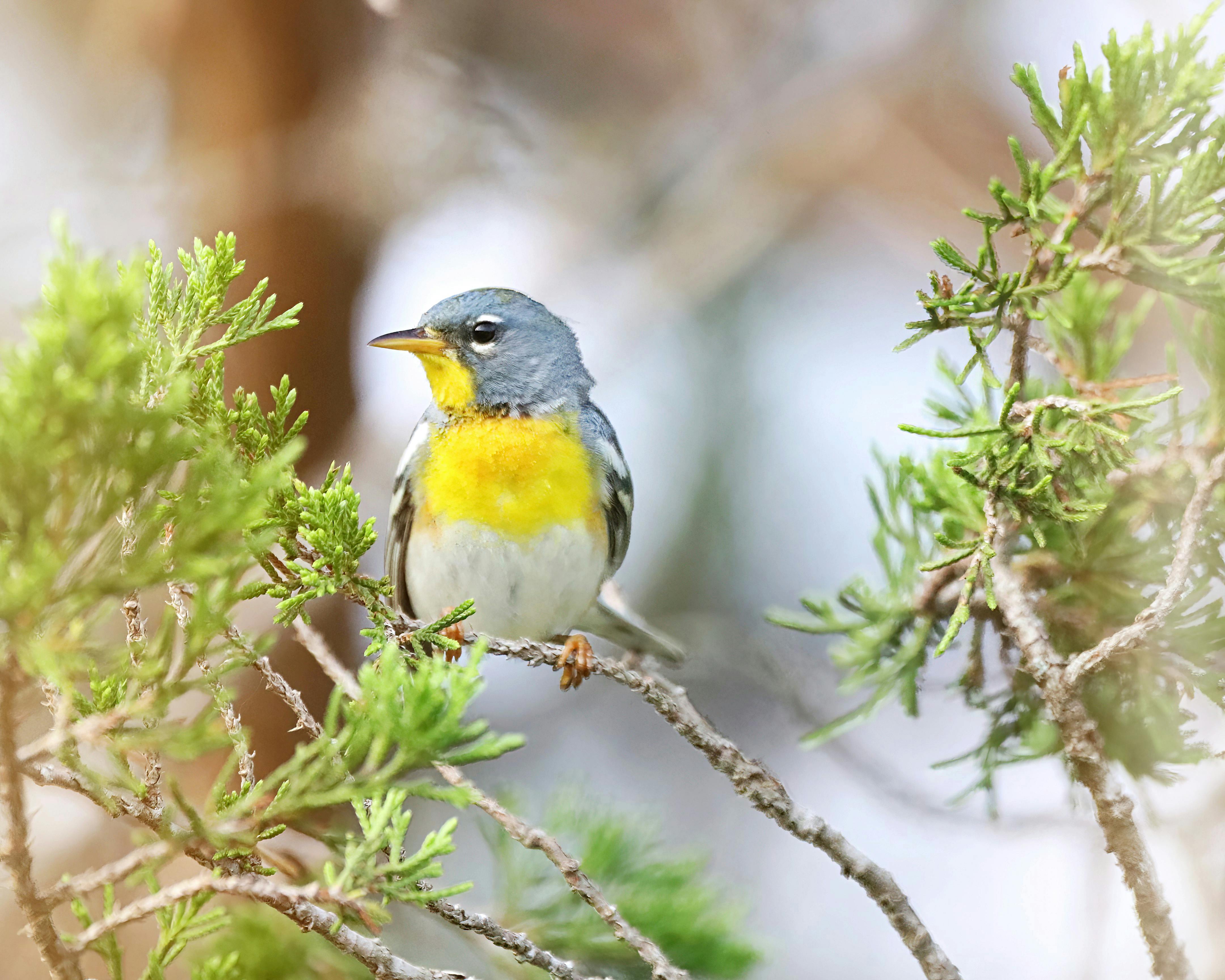 Wild Bird Photos, Download The BEST Free Wild Bird Stock Photos & HD Images